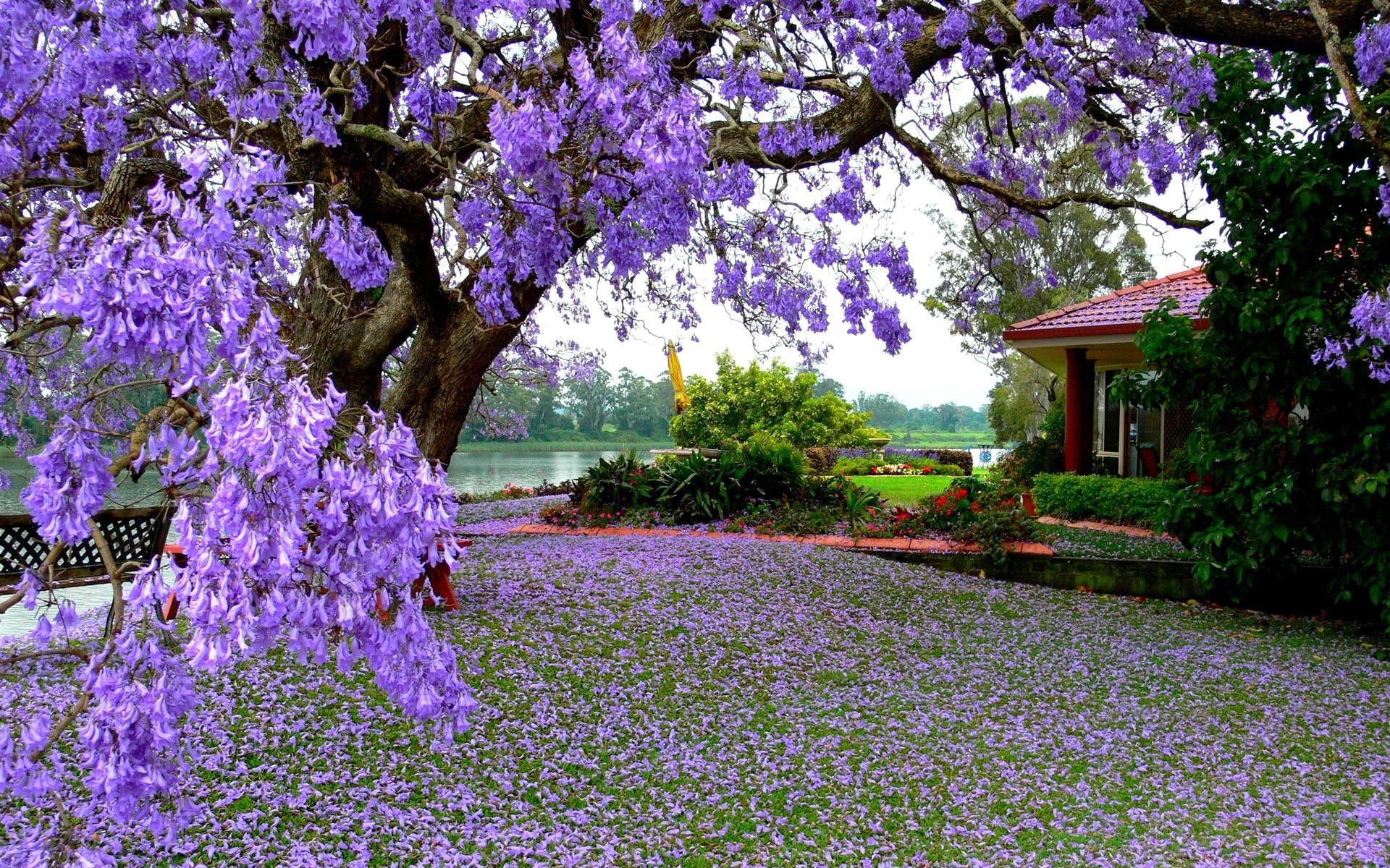 Jacaranda Wallpapers - Top Free Jacaranda Backgrounds - WallpaperAccess