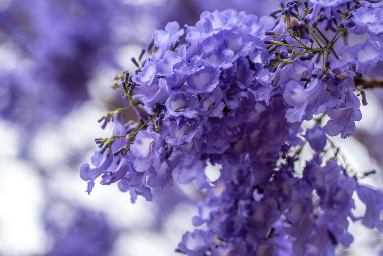 Jacaranda Wallpapers - Top Free Jacaranda Backgrounds - WallpaperAccess