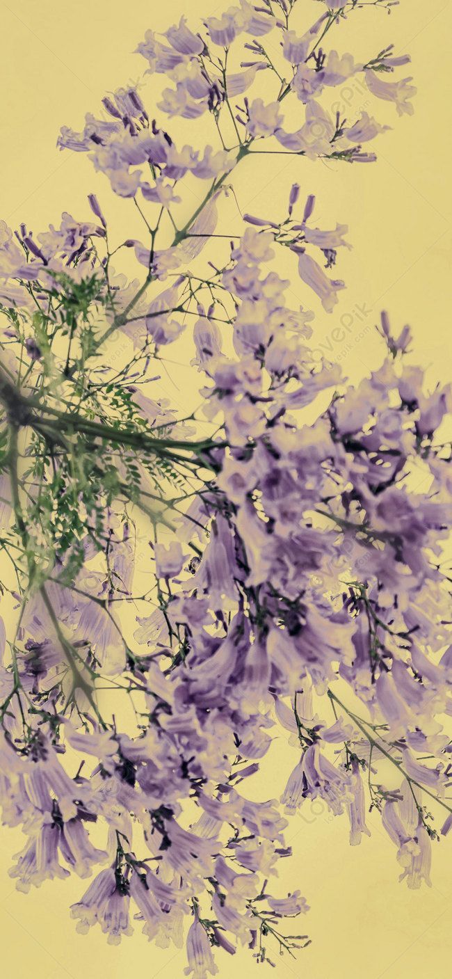 Jacaranda Wallpapers - Top Free Jacaranda Backgrounds - WallpaperAccess