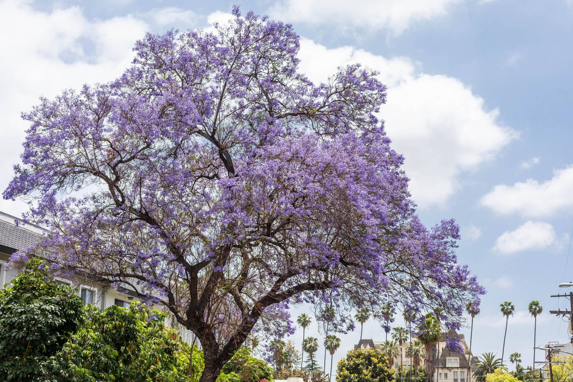 Jacaranda Wallpapers - Top Free Jacaranda Backgrounds - WallpaperAccess