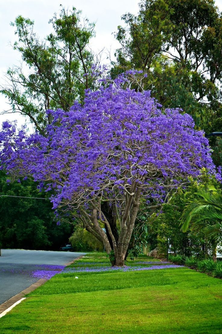 Jacaranda Wallpapers - Top Free Jacaranda Backgrounds - WallpaperAccess