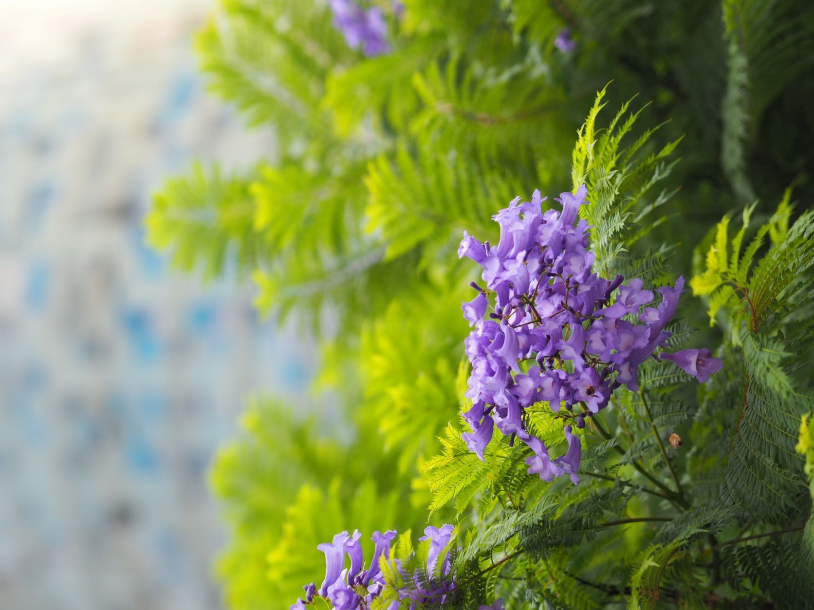 Jacaranda Wallpapers - Top Free Jacaranda Backgrounds - WallpaperAccess