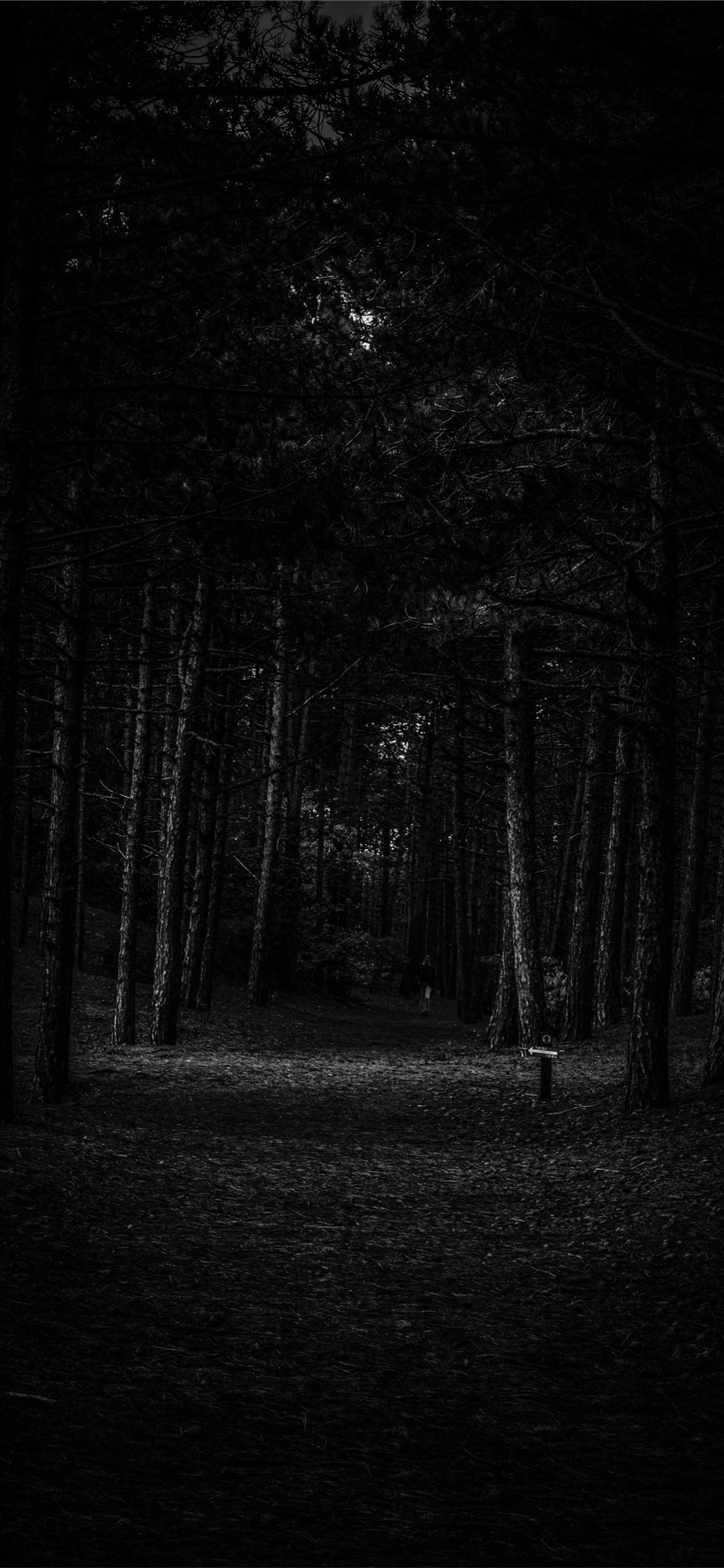 Scary Woods Wallpapers - Top Free Scary Woods Backgrounds - WallpaperAccess
