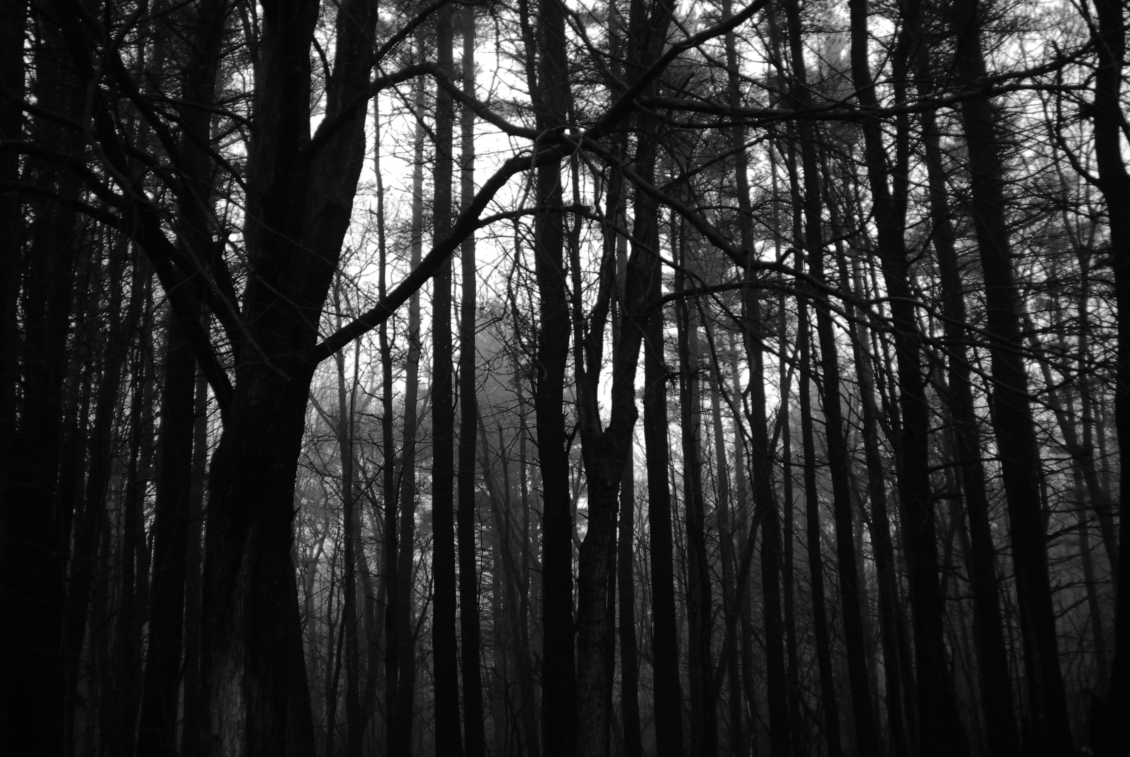 Scary Woods Wallpapers Top Free Scary Woods Backgrounds WallpaperAccess Scary Woods Wallpapers Top Free Scary Woods Backgrounds WallpaperAccess