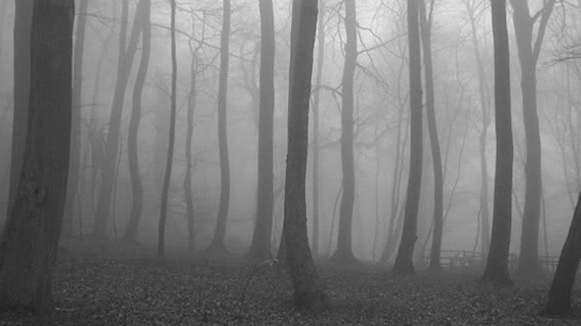 Scary Woods Wallpapers - Top Free Scary Woods Backgrounds - WallpaperAccess
