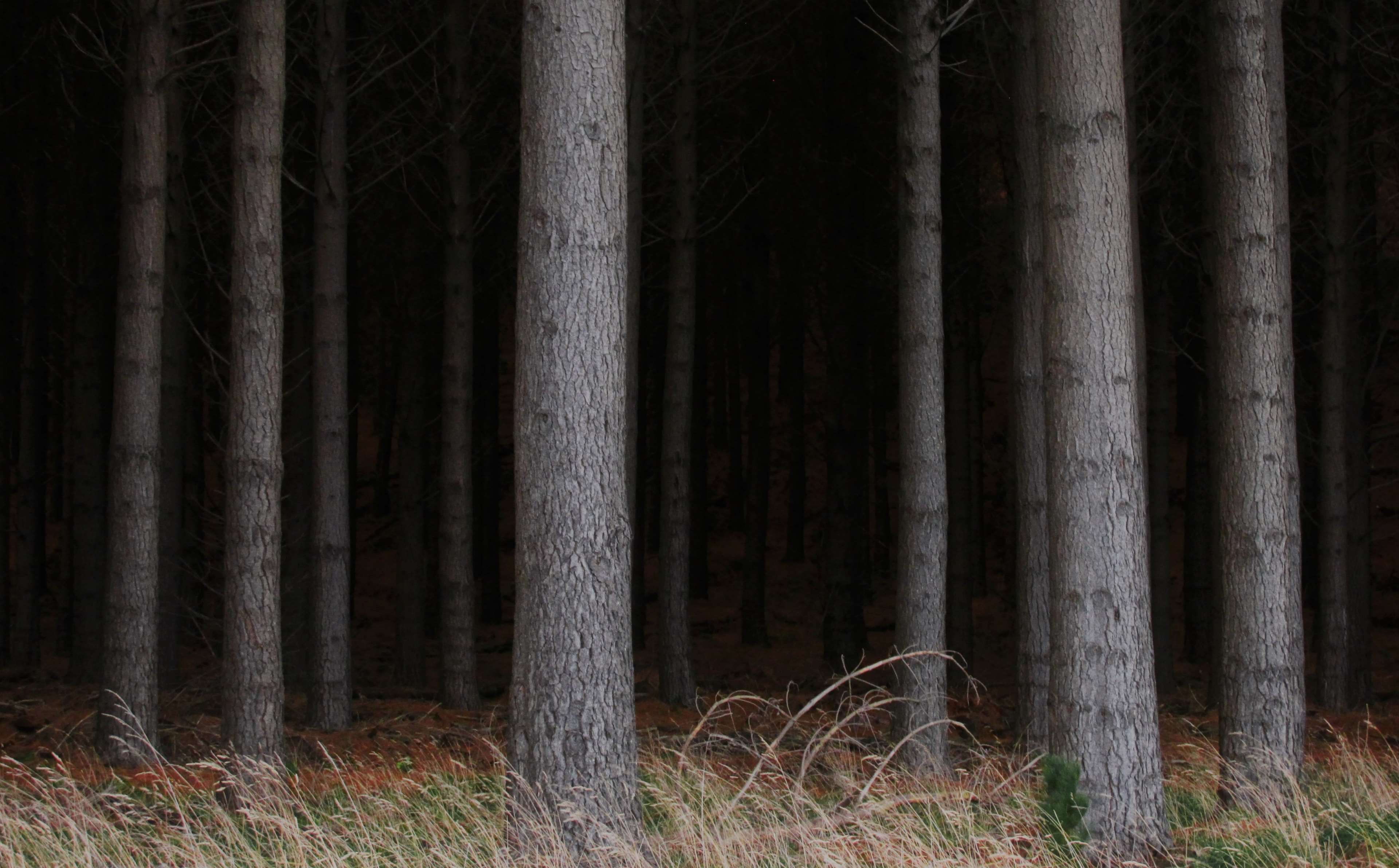 Scary Woods Wallpapers - Top Free Scary Woods Backgrounds - WallpaperAccess