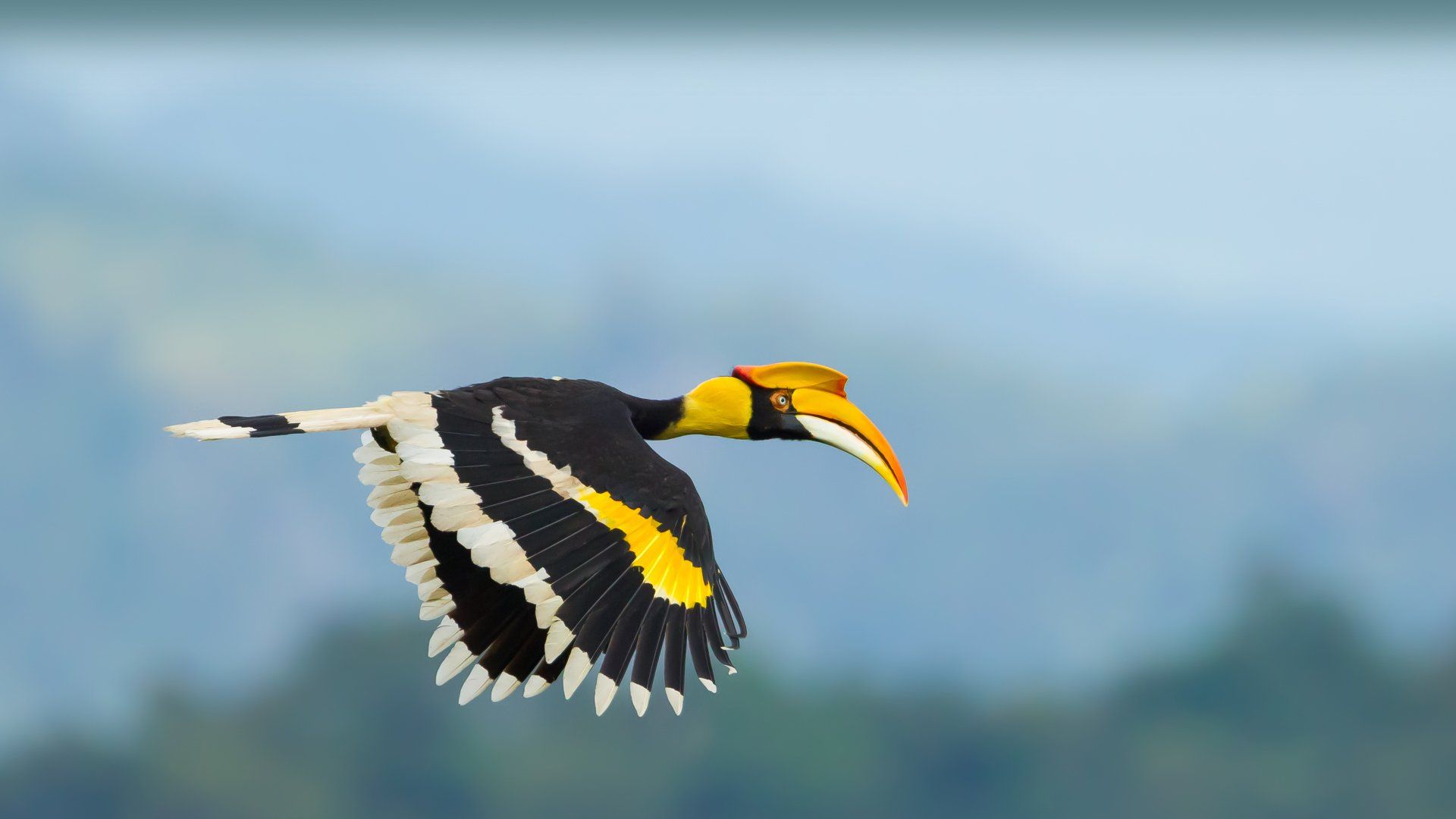 Hornbill Wallpapers - Top Free Hornbill Backgrounds - WallpaperAccess