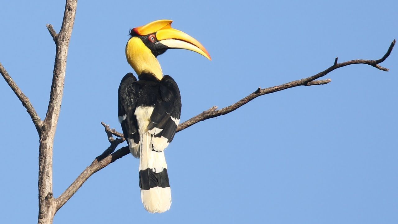 Hornbill Wallpapers - Top Free Hornbill Backgrounds - WallpaperAccess