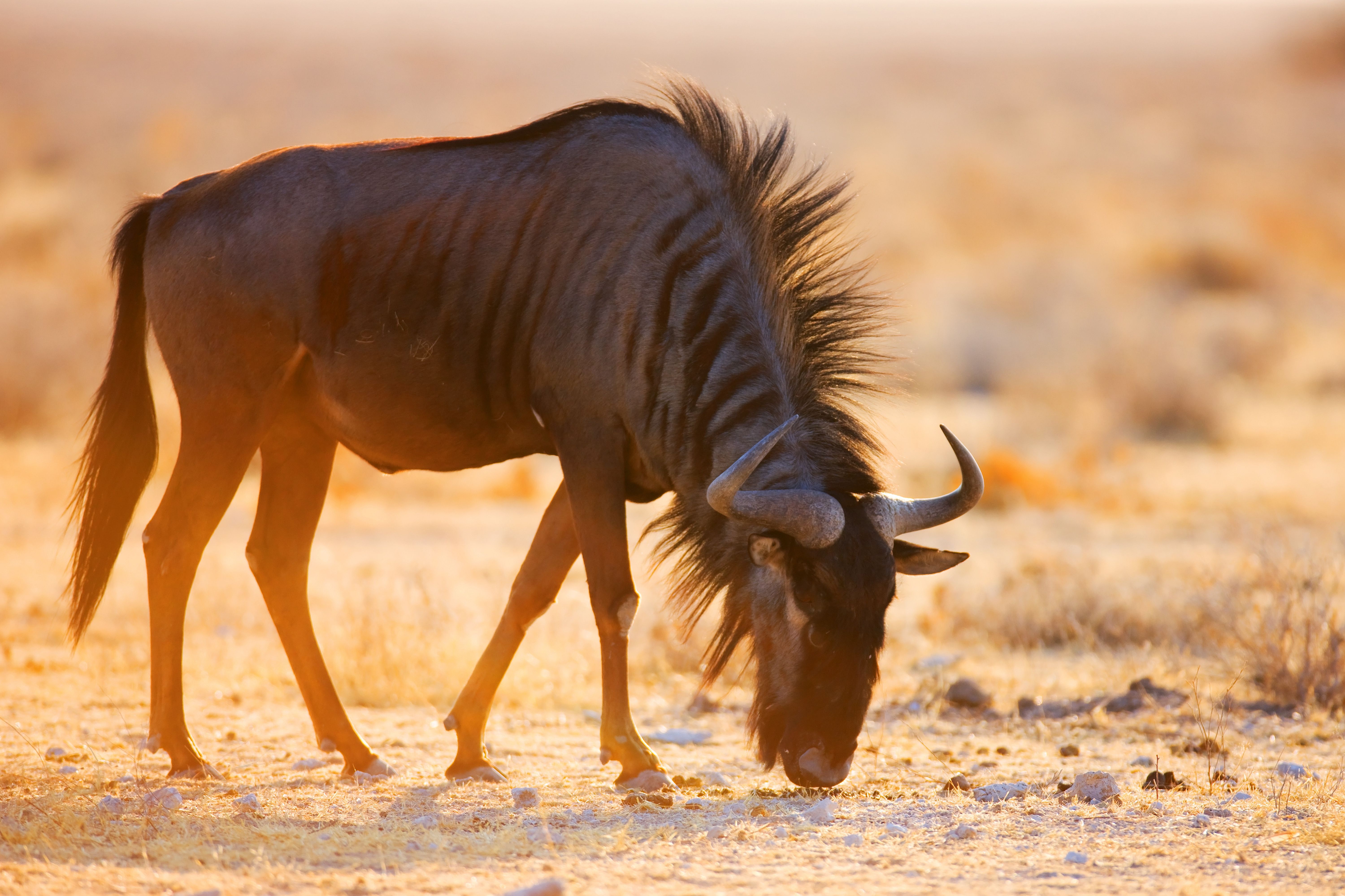 Wildebeest Wallpapers - Top Free Wildebeest Backgrounds - WallpaperAccess