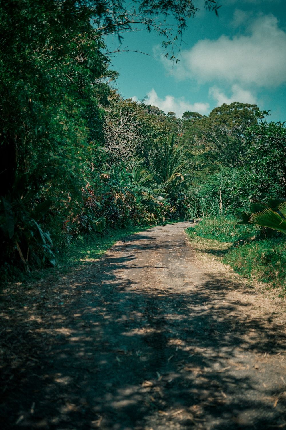Jungle Road Wallpapers - Top Free Jungle Road Backgrounds - WallpaperAccess