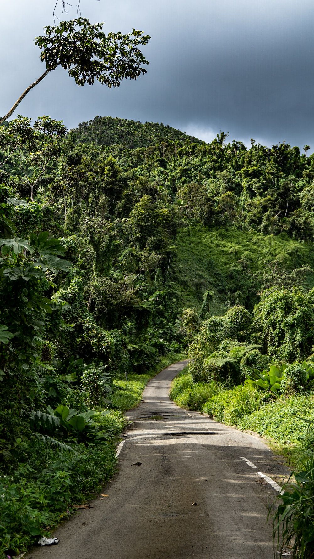 Jungle Road Wallpapers - Top Free Jungle Road Backgrounds - WallpaperAccess
