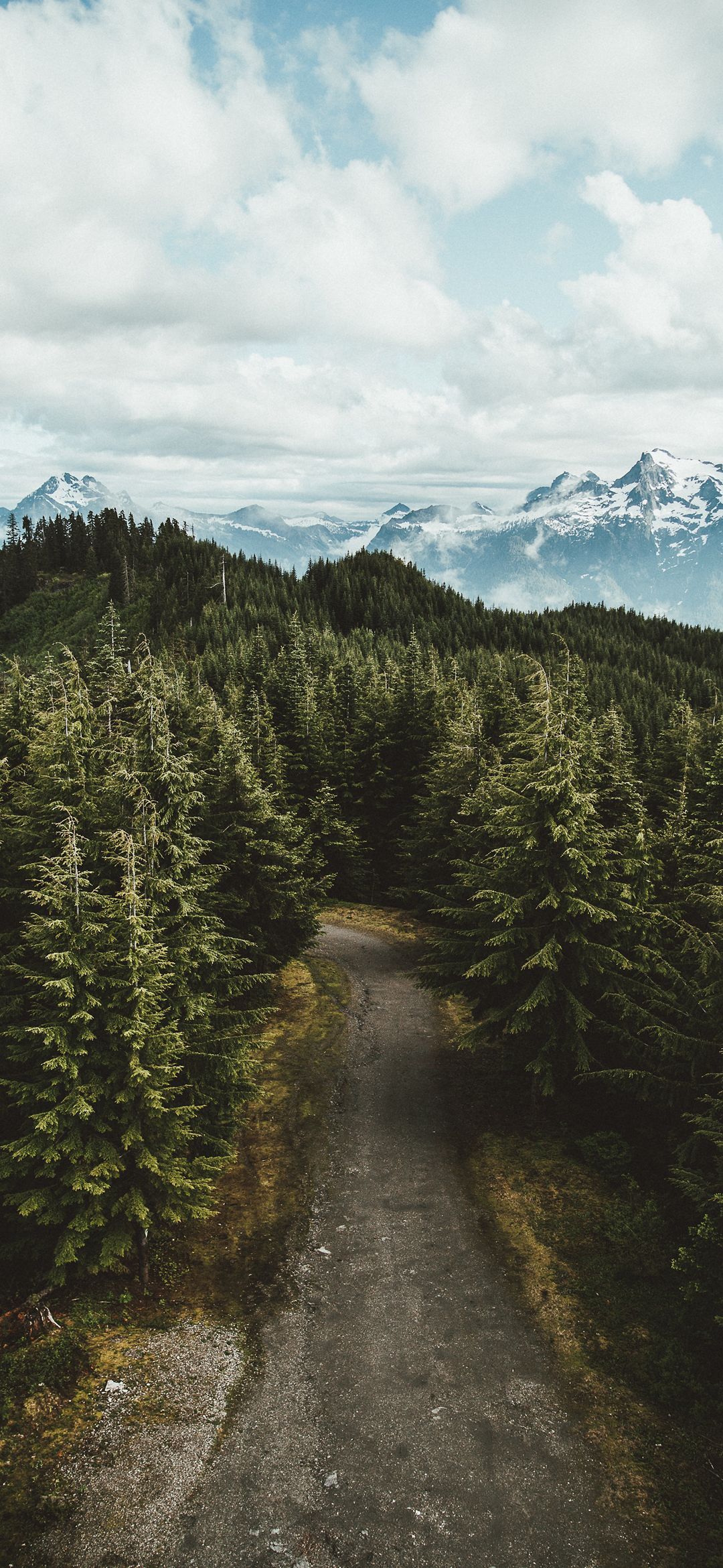 Jungle Road Wallpapers - Top Free Jungle Road Backgrounds - WallpaperAccess