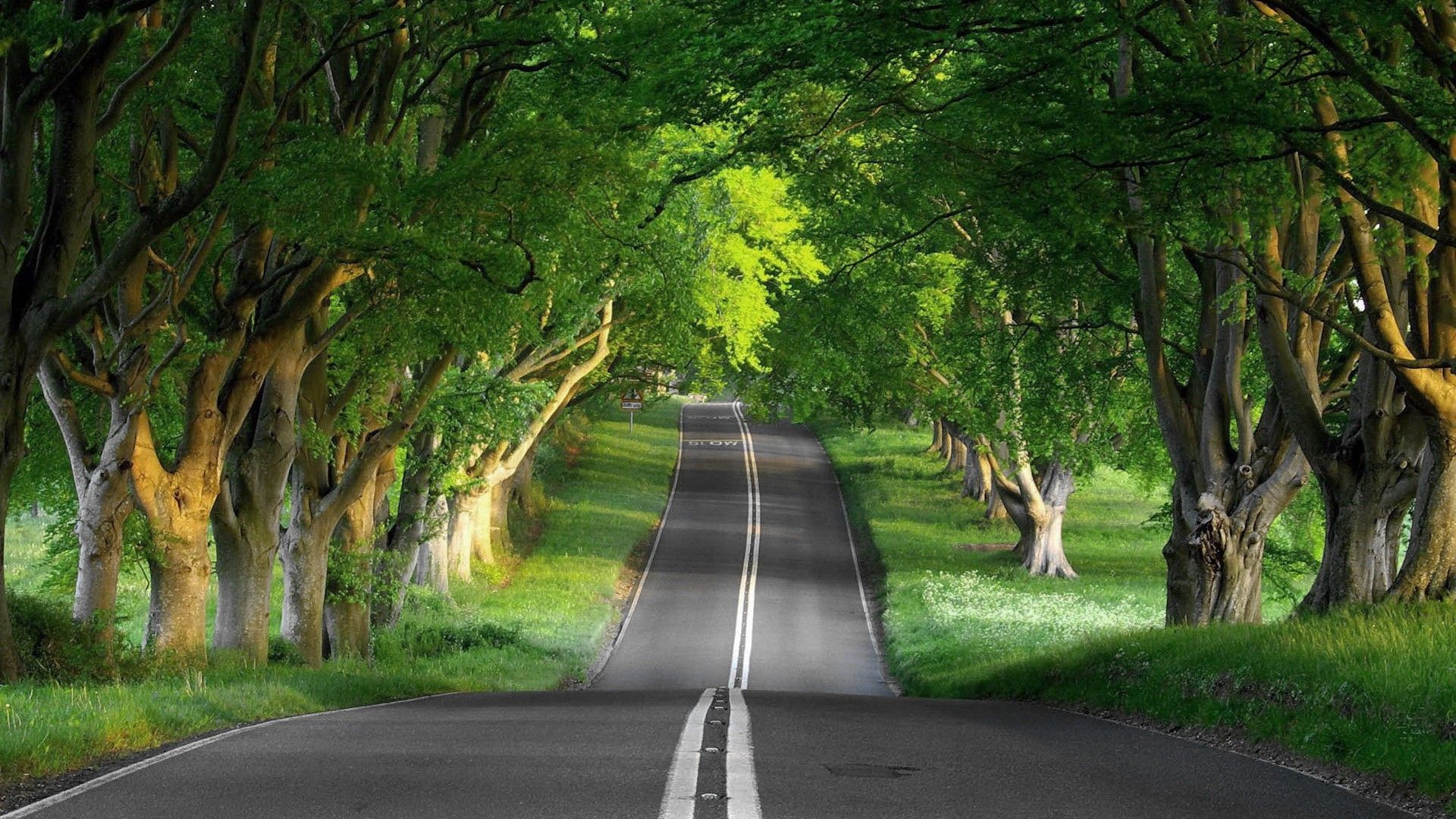 Jungle Road Wallpapers - Top Free Jungle Road Backgrounds - WallpaperAccess