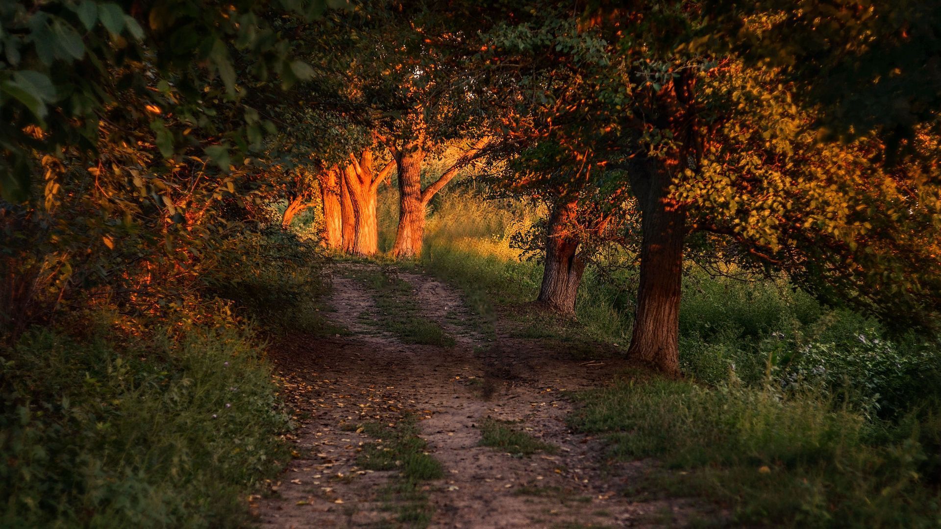 Jungle Road Wallpapers - Top Free Jungle Road Backgrounds - WallpaperAccess