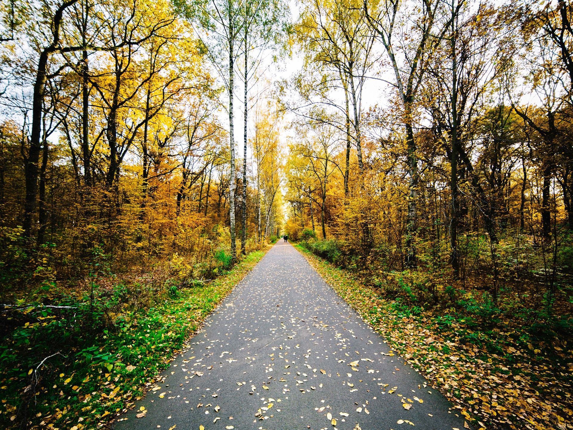 Jungle Road Wallpapers - Top Free Jungle Road Backgrounds - WallpaperAccess