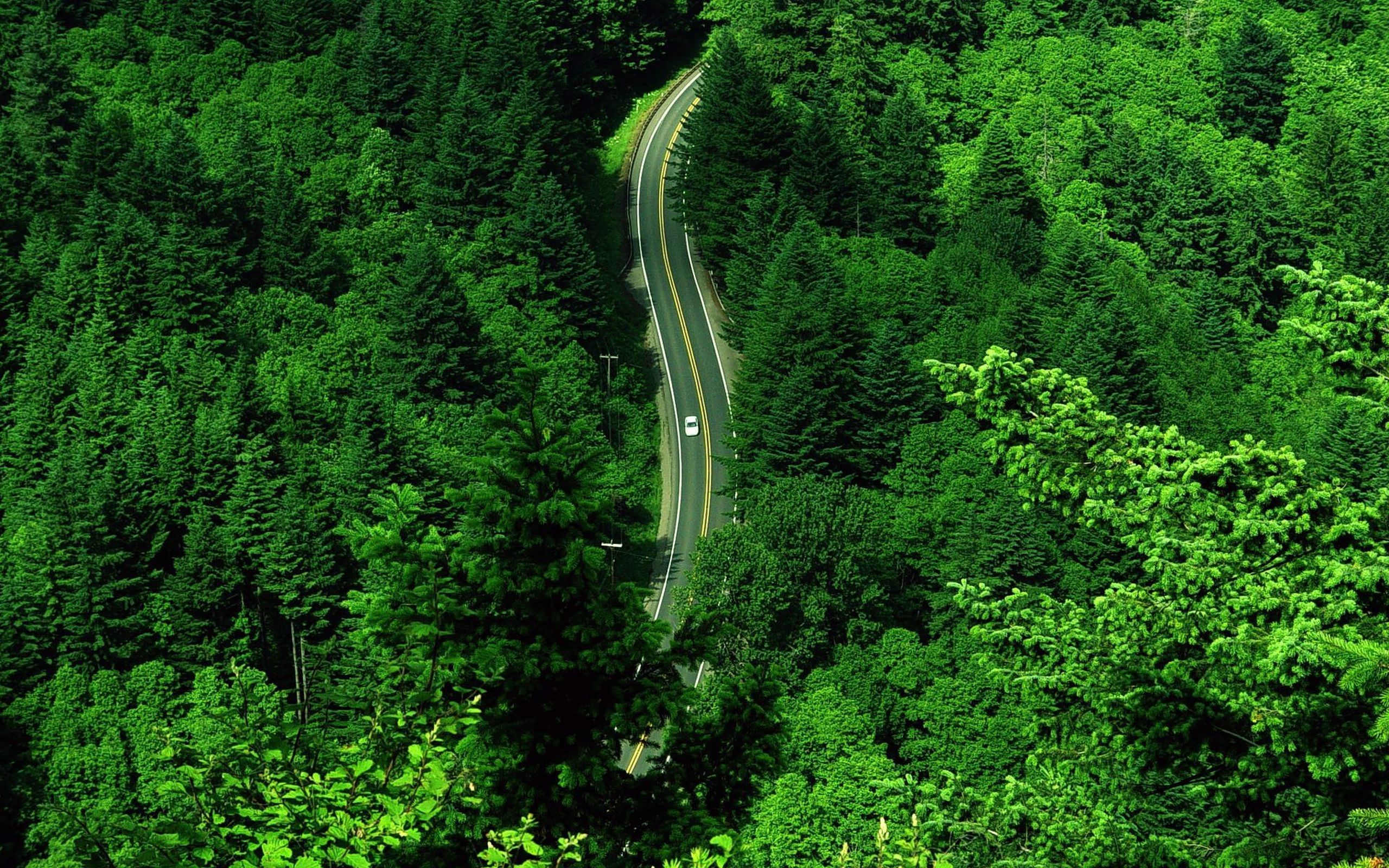Jungle Road Wallpapers - Top Free Jungle Road Backgrounds - WallpaperAccess