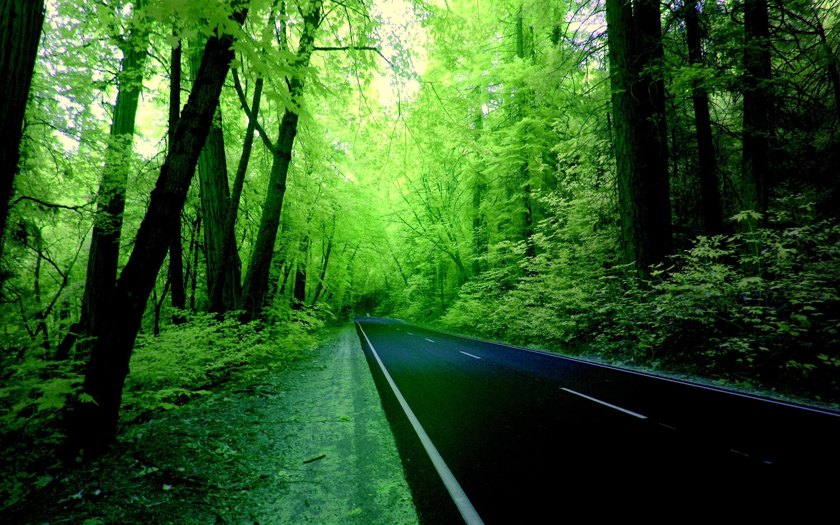 Jungle Road Wallpapers - Top Free Jungle Road Backgrounds - WallpaperAccess