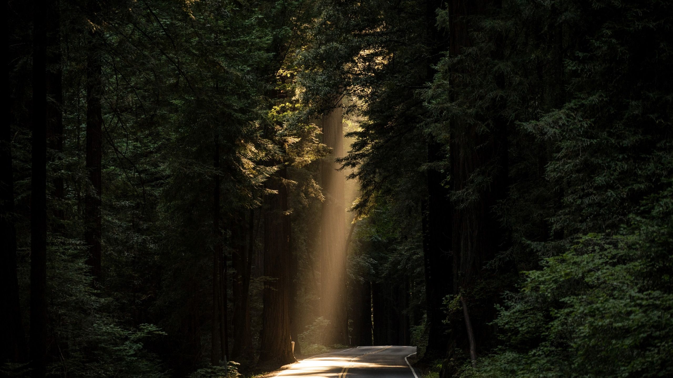 Jungle Road Wallpapers - Top Free Jungle Road Backgrounds - WallpaperAccess