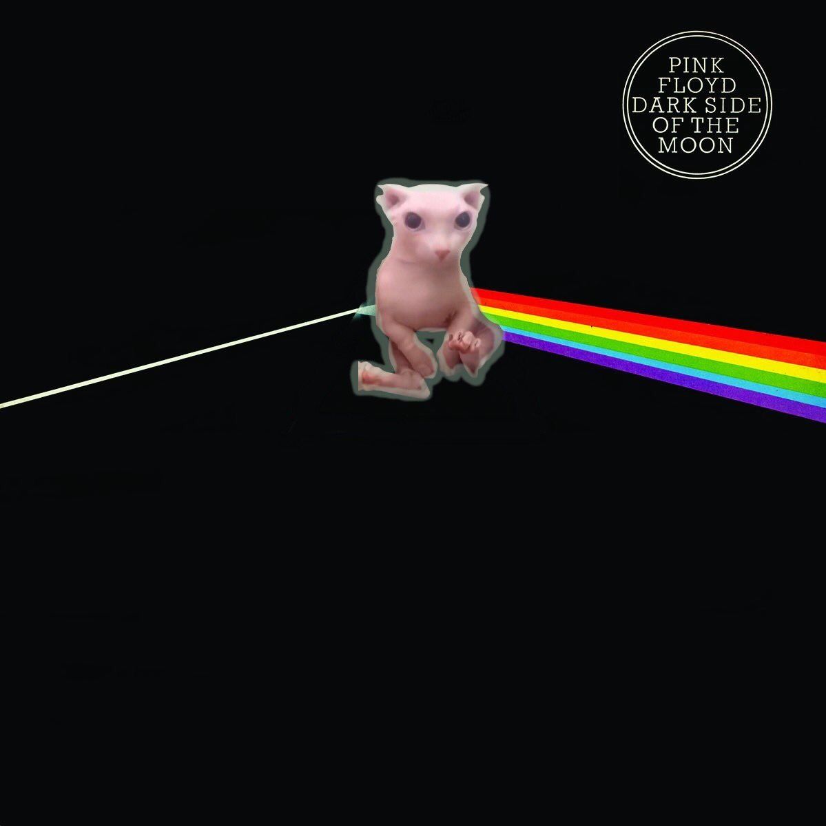 Bingus Wallpapers - Top Free Bingus Backgrounds - WallpaperAccess