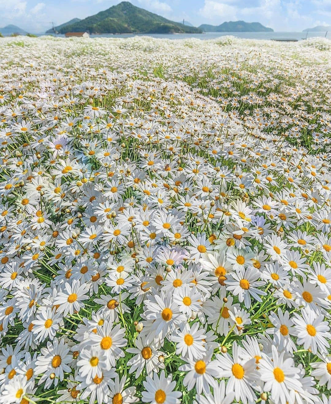 Daisy Field Wallpapers - Top Free Daisy Field Backgrounds - WallpaperAccess