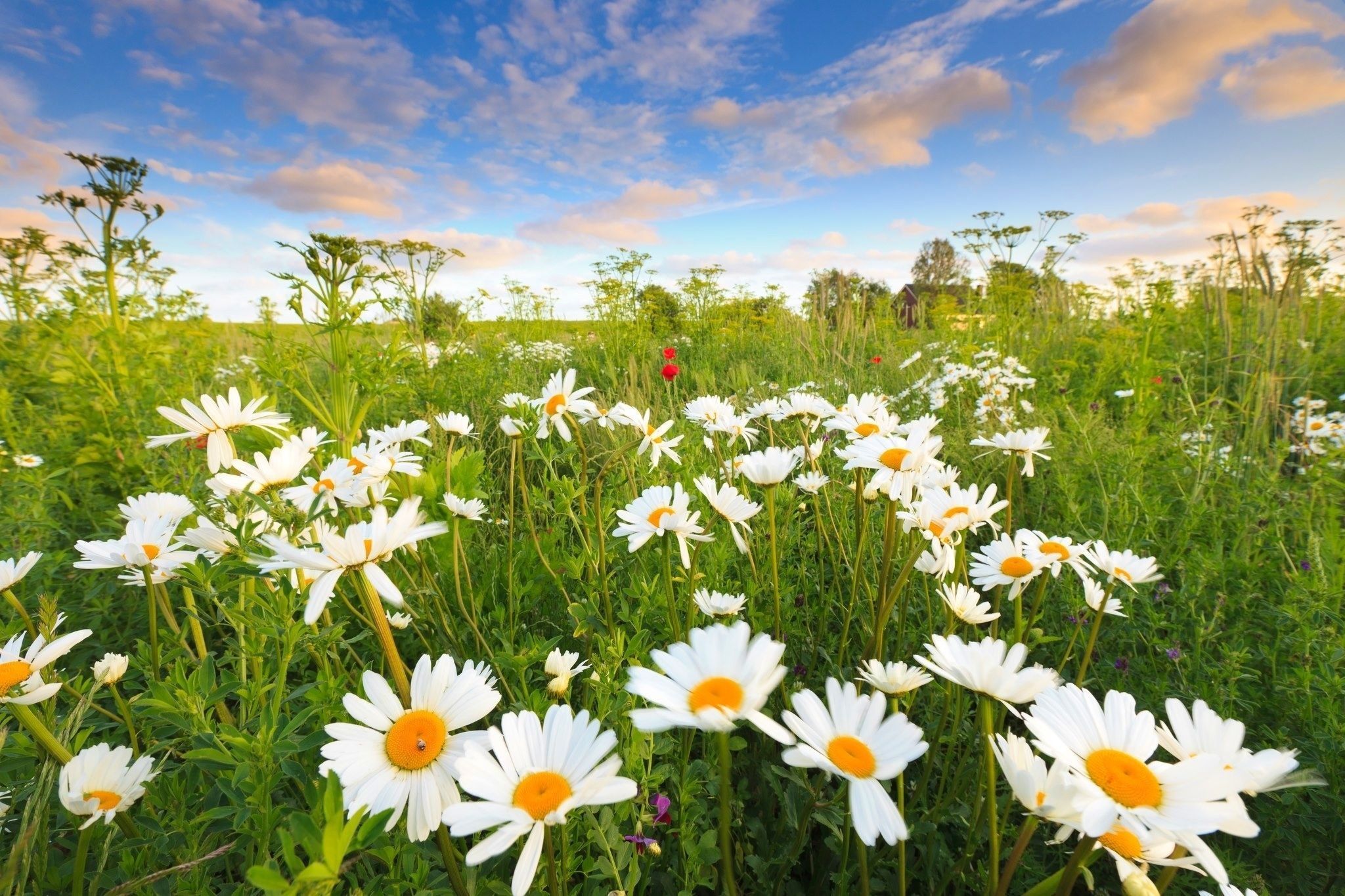 Daisy Field Wallpapers - Top Free Daisy Field Backgrounds - WallpaperAccess