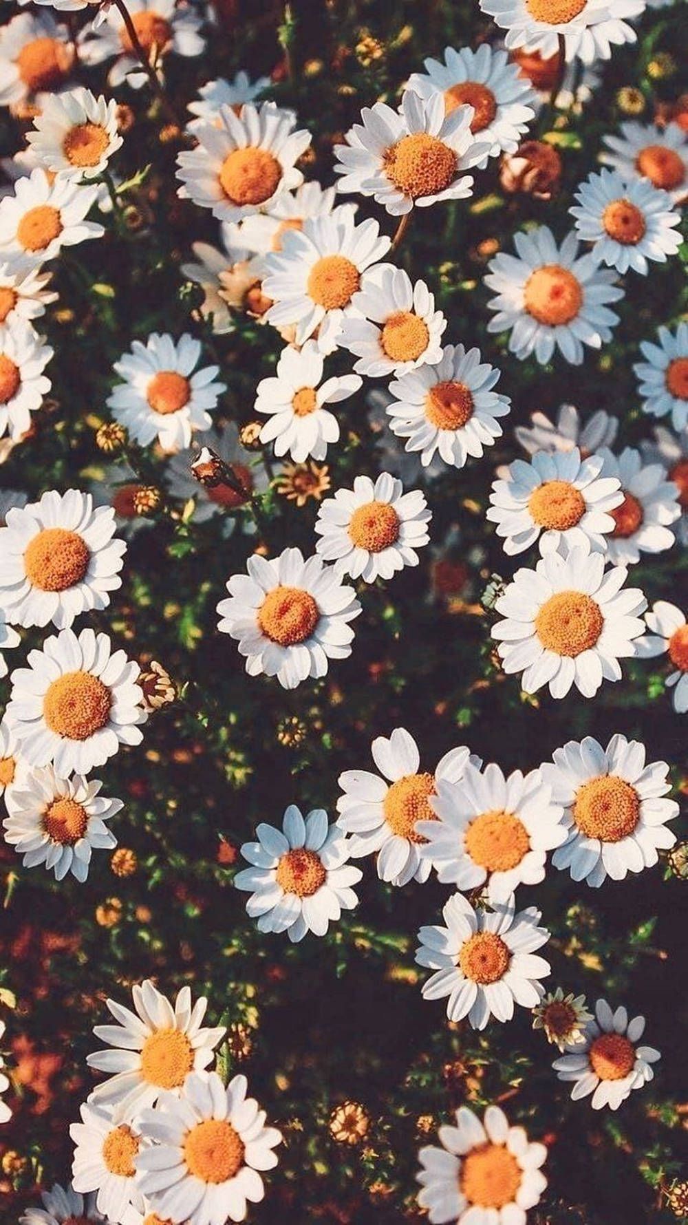 Daisy Field Wallpapers - Top Free Daisy Field Backgrounds - WallpaperAccess