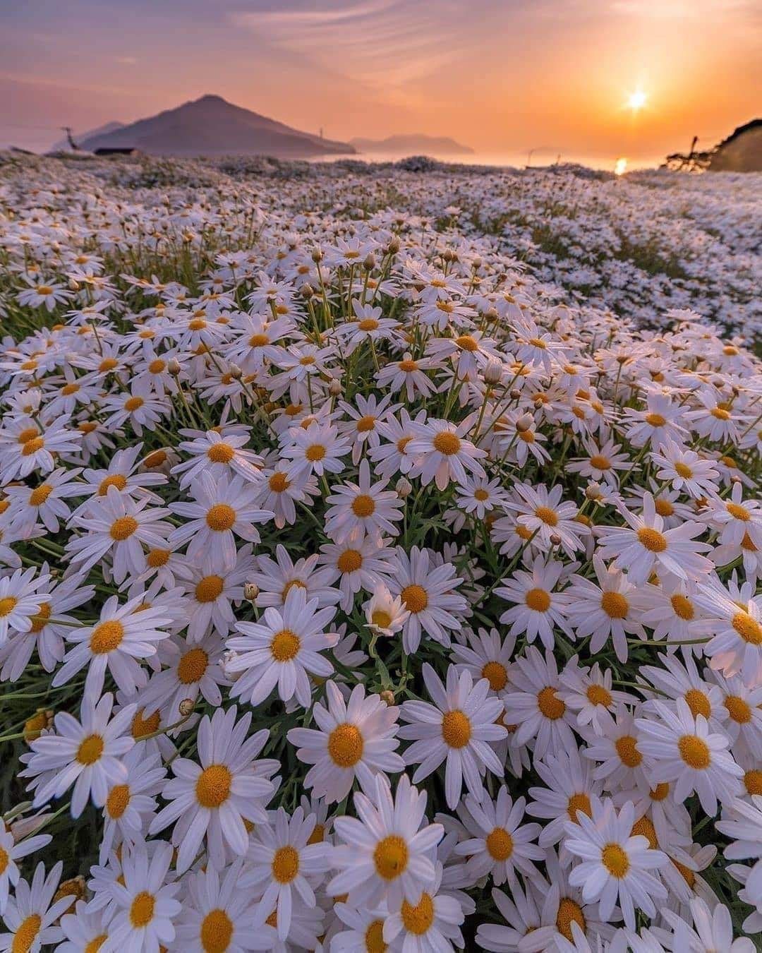 Daisy Field Wallpapers - Top Free Daisy Field Backgrounds - WallpaperAccess