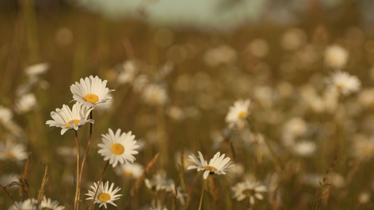 Daisy Field Wallpapers - Top Free Daisy Field Backgrounds - WallpaperAccess