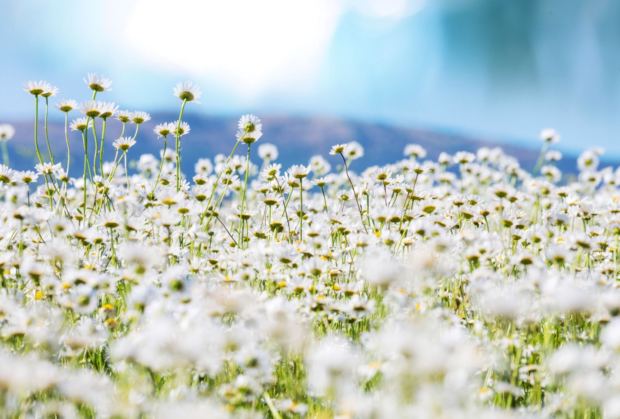 Daisy Field Wallpapers - Top Free Daisy Field Backgrounds - WallpaperAccess