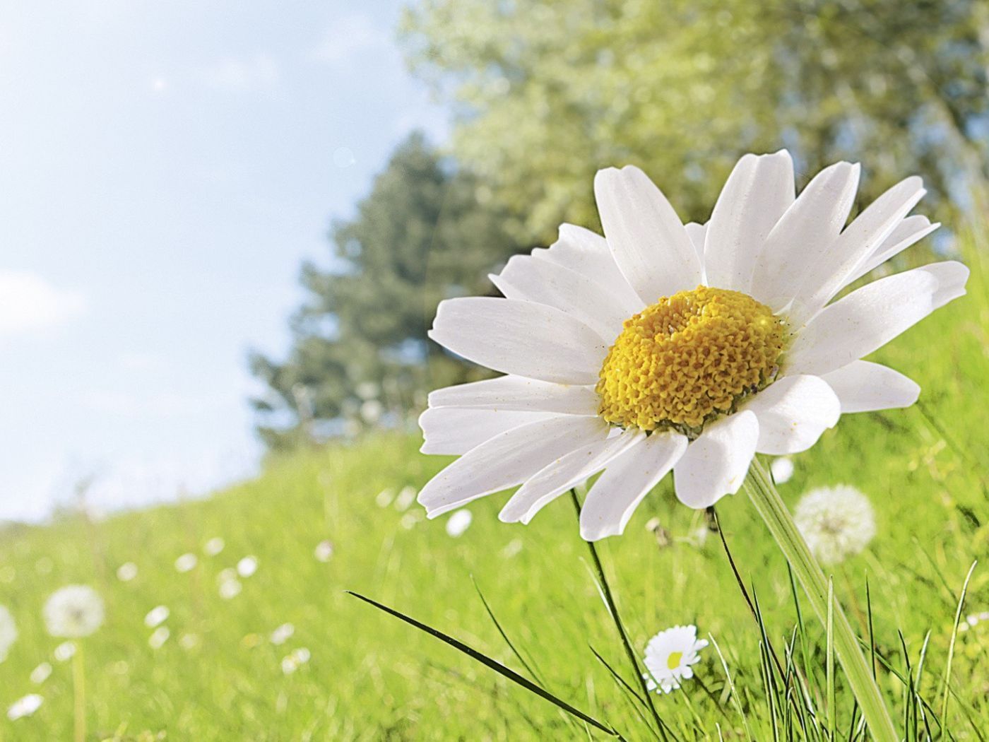 Daisy Field Wallpapers - Top Free Daisy Field Backgrounds - WallpaperAccess