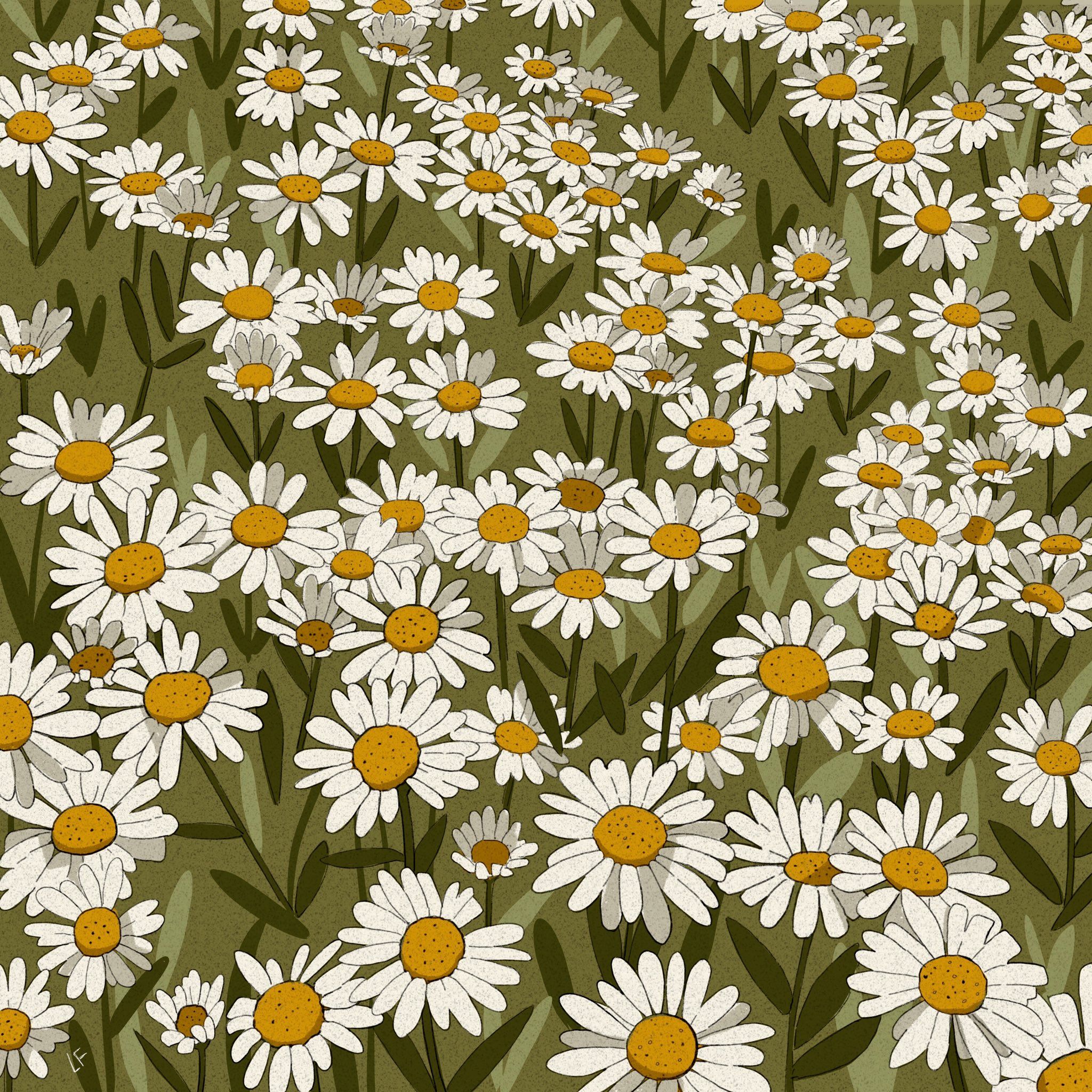 Daisy Field Wallpapers - Top Free Daisy Field Backgrounds - WallpaperAccess