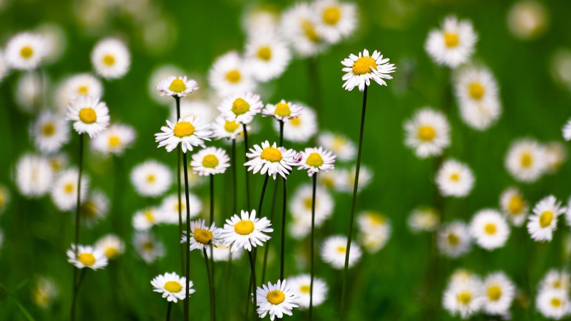 Daisy Field Wallpapers - Top Free Daisy Field Backgrounds - WallpaperAccess