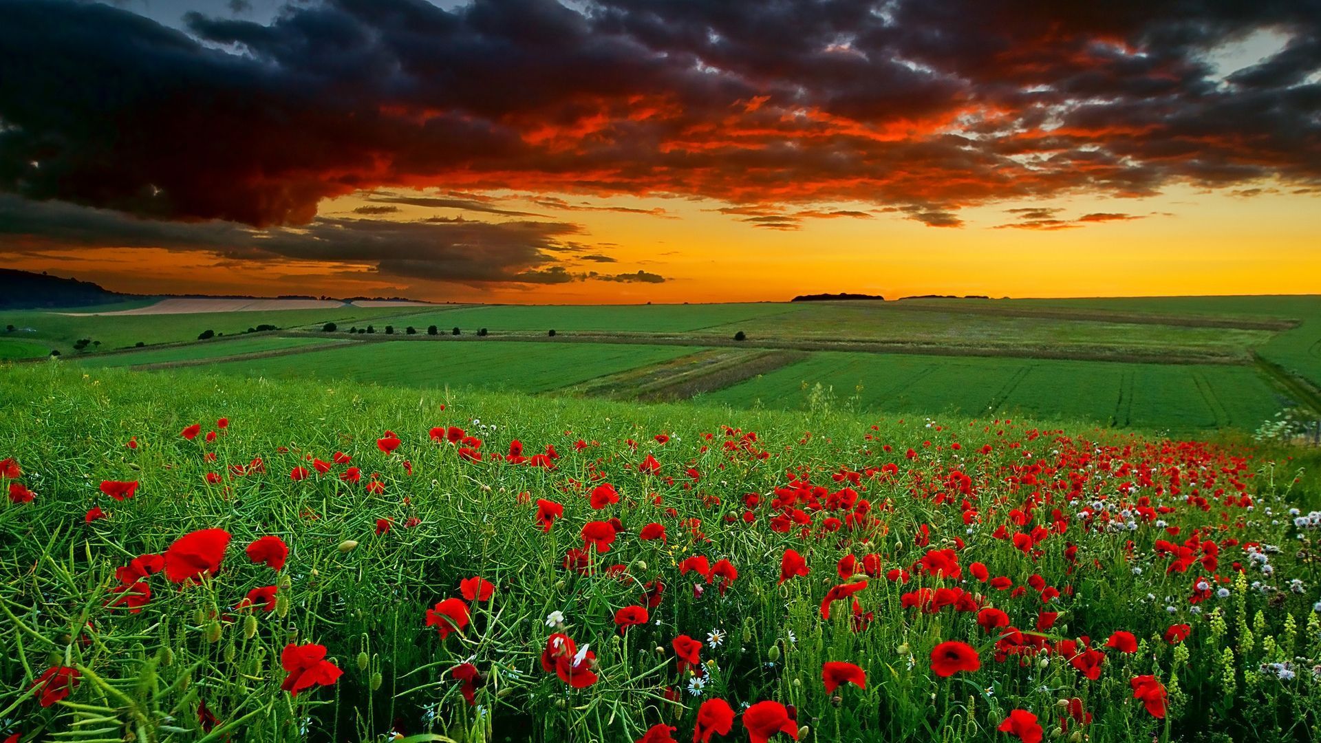 Daisy Field Wallpapers - Top Free Daisy Field Backgrounds - WallpaperAccess