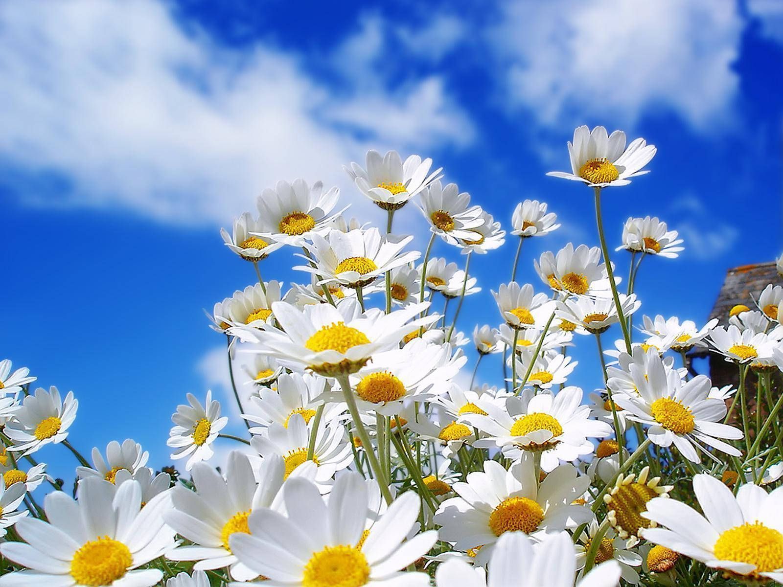 Daisy Field Wallpapers - Top Free Daisy Field Backgrounds - WallpaperAccess