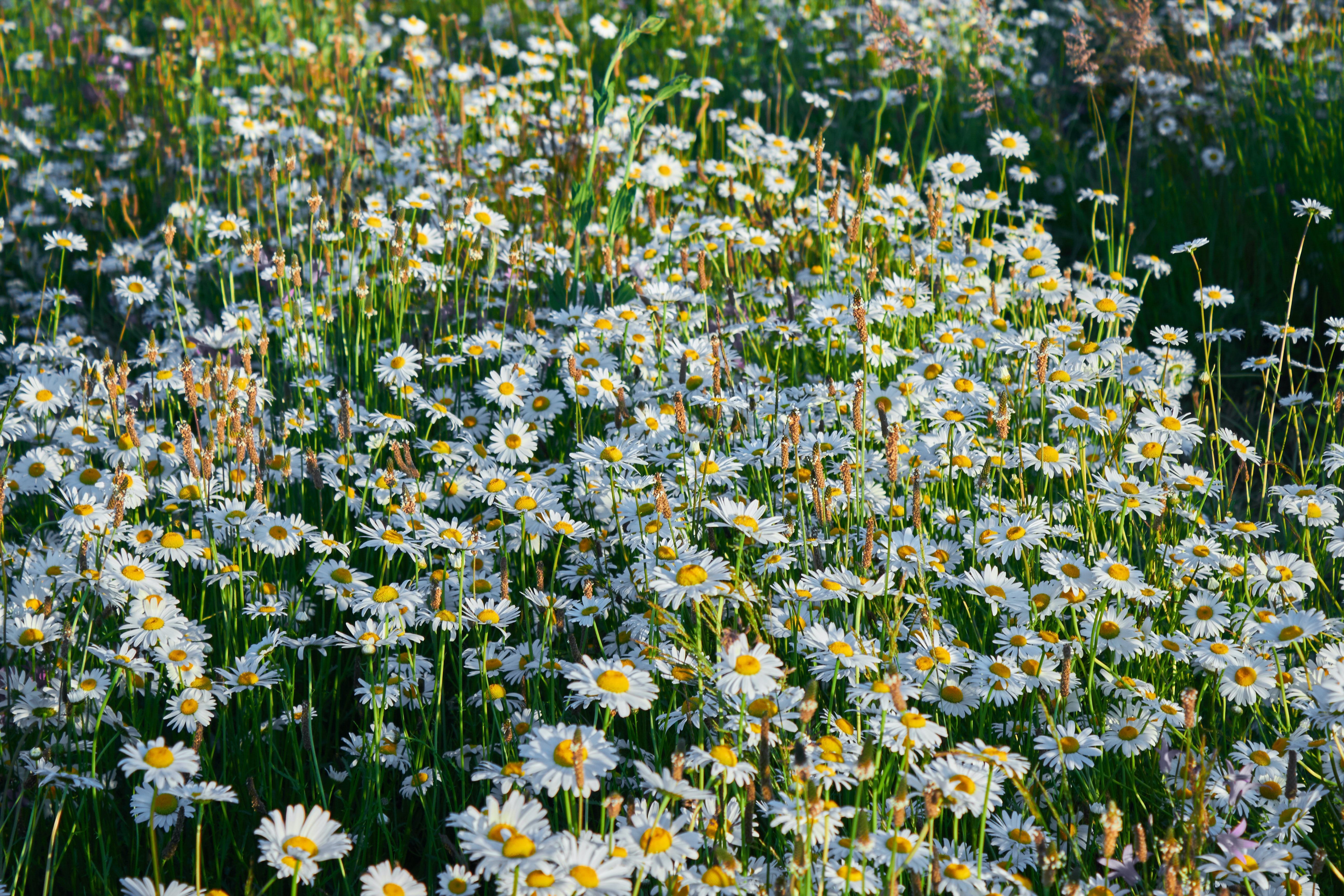 Daisy Field Wallpapers - Top Free Daisy Field Backgrounds - WallpaperAccess