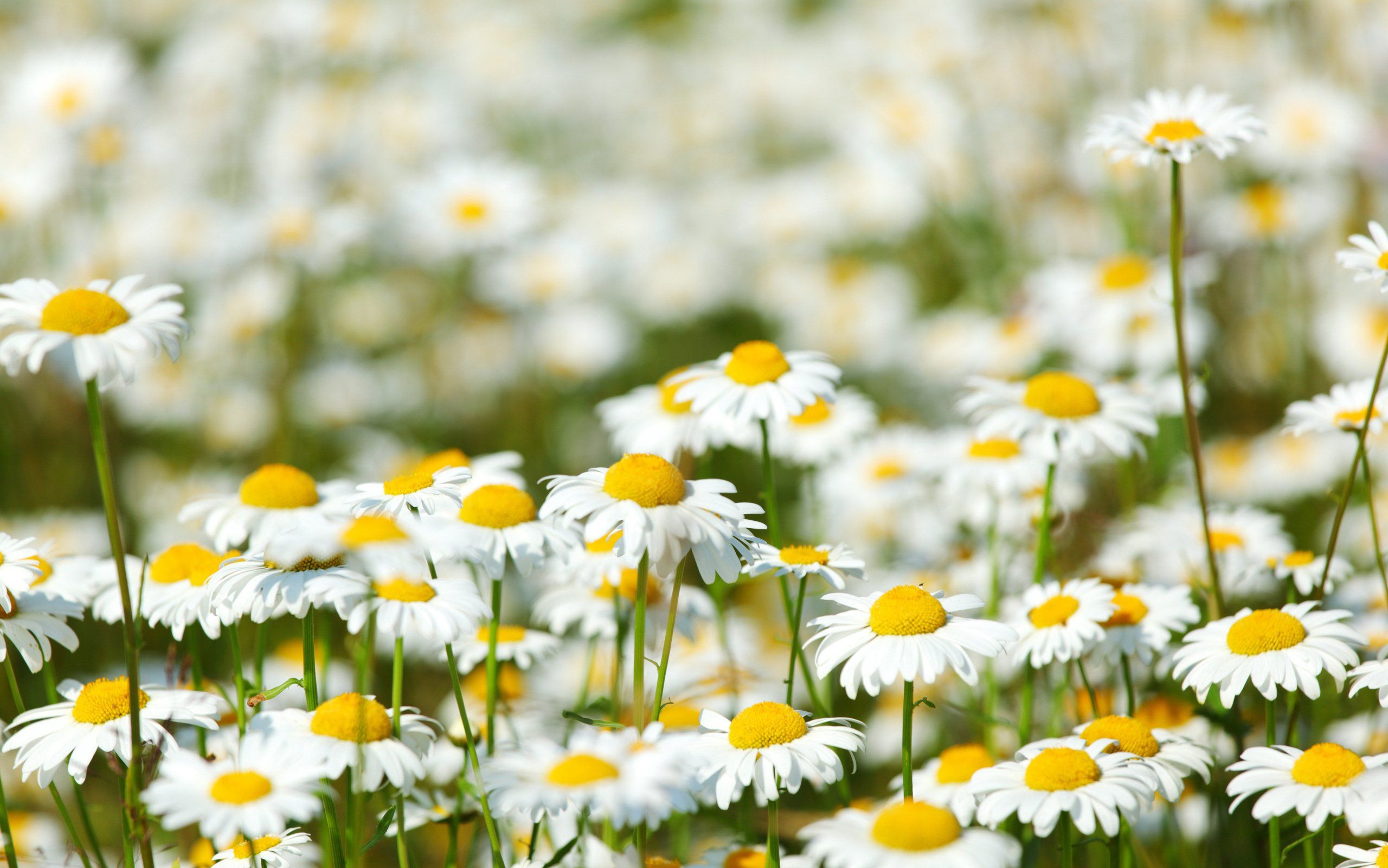 Daisy Field Wallpapers - Top Free Daisy Field Backgrounds - WallpaperAccess
