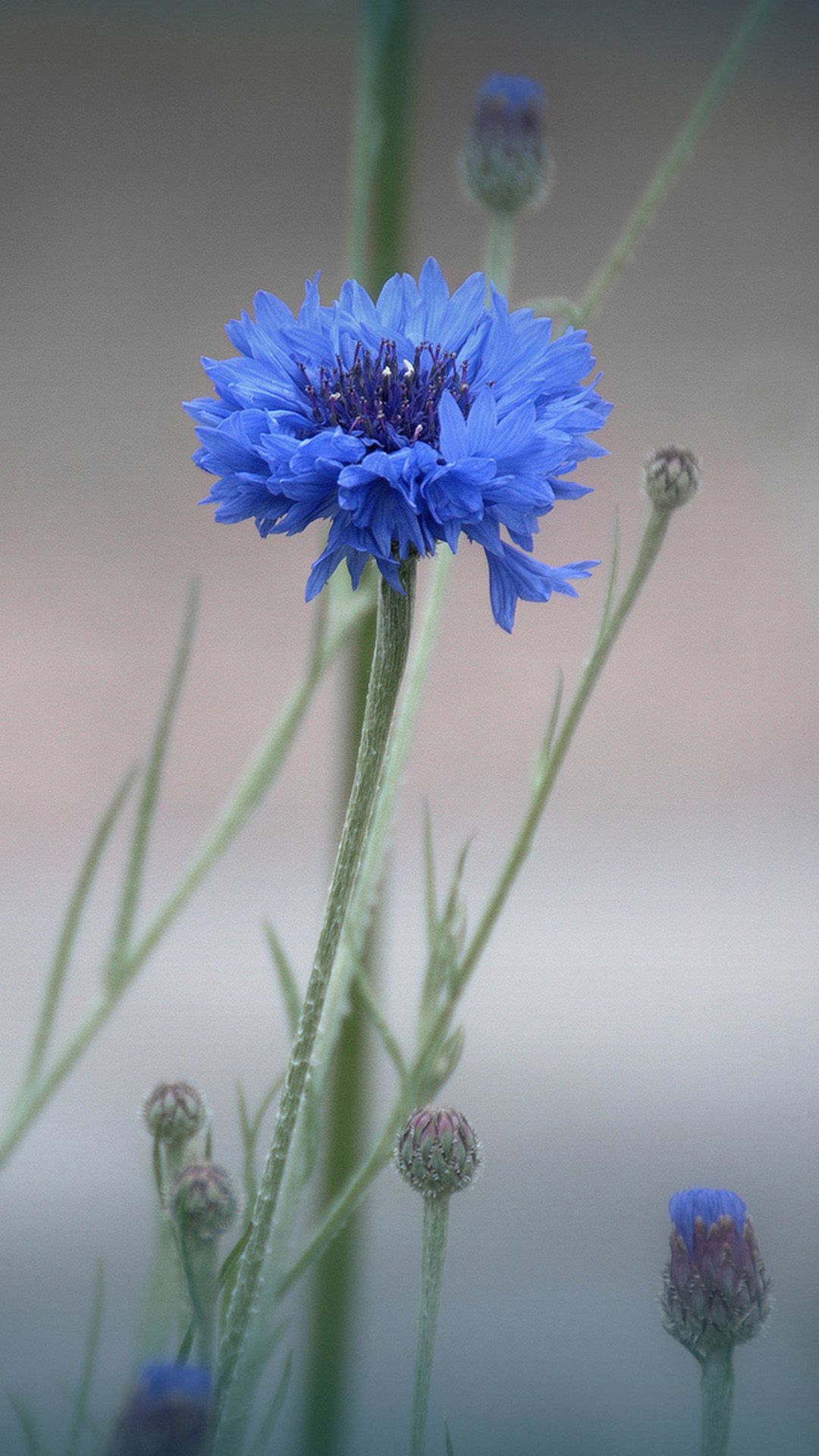 Cornflower Wallpapers - Top Free Cornflower Backgrounds - WallpaperAccess