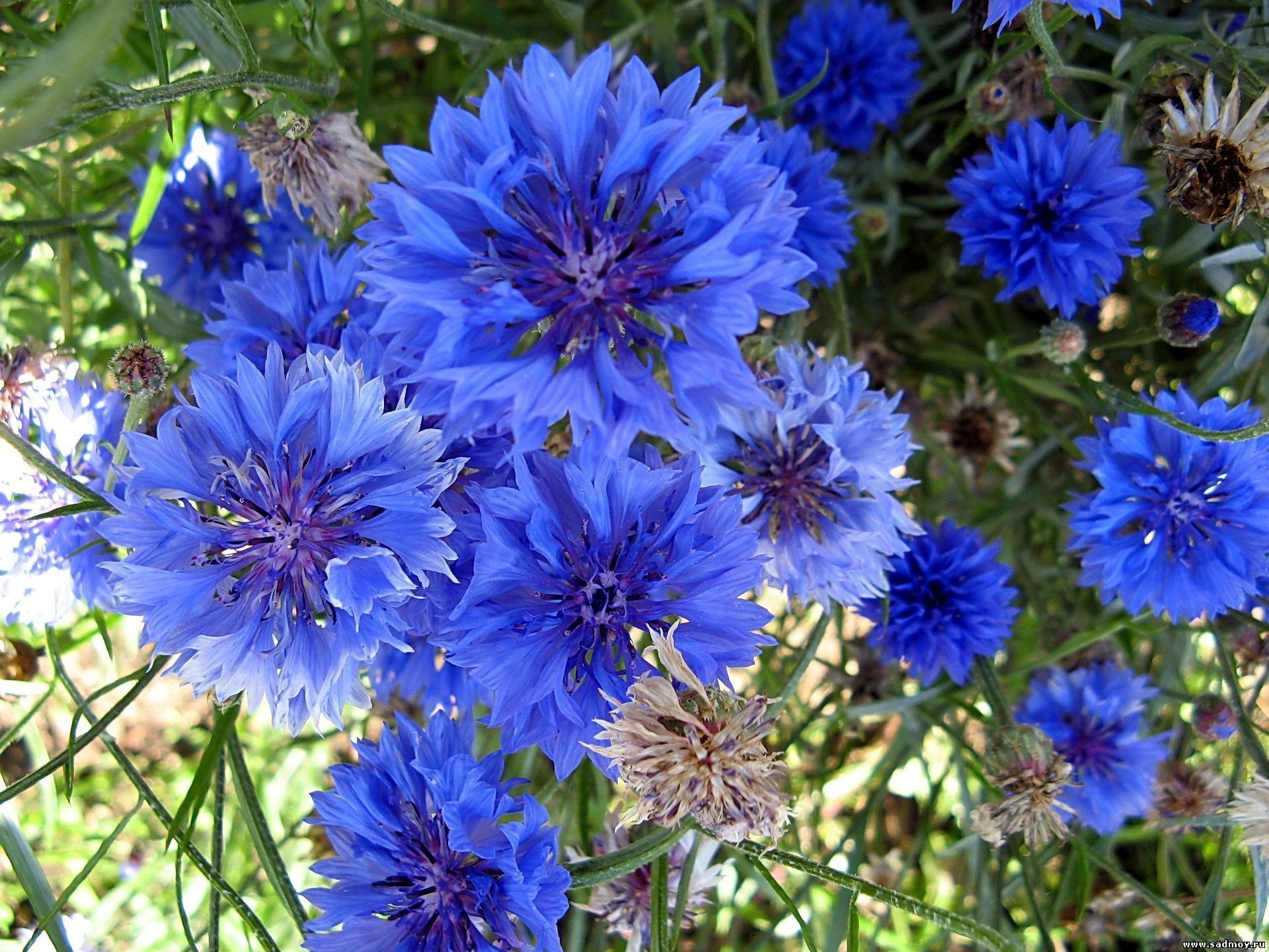 Cornflower Wallpapers - Top Free Cornflower Backgrounds - WallpaperAccess