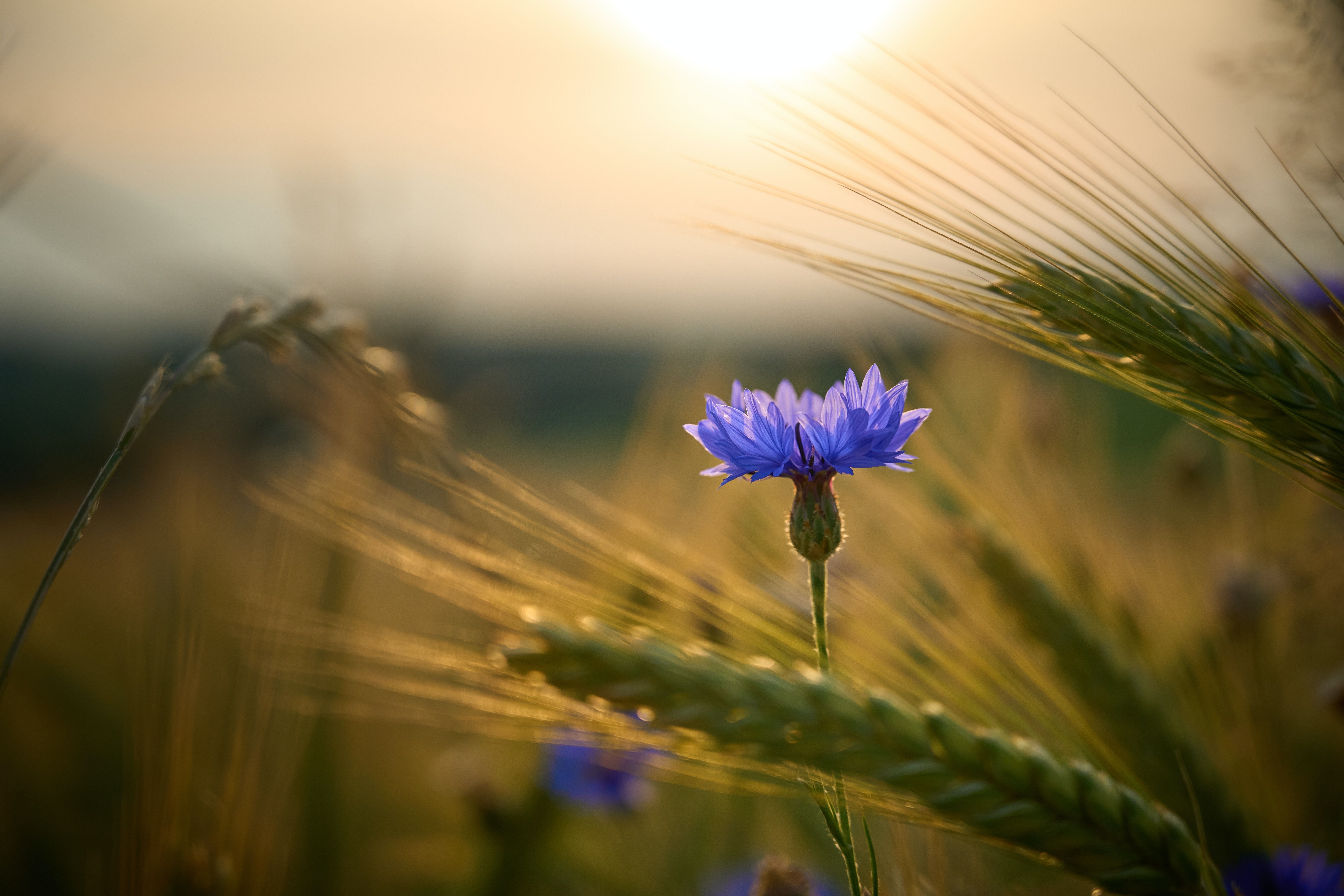 Cornflower Wallpapers - Top Free Cornflower Backgrounds - WallpaperAccess