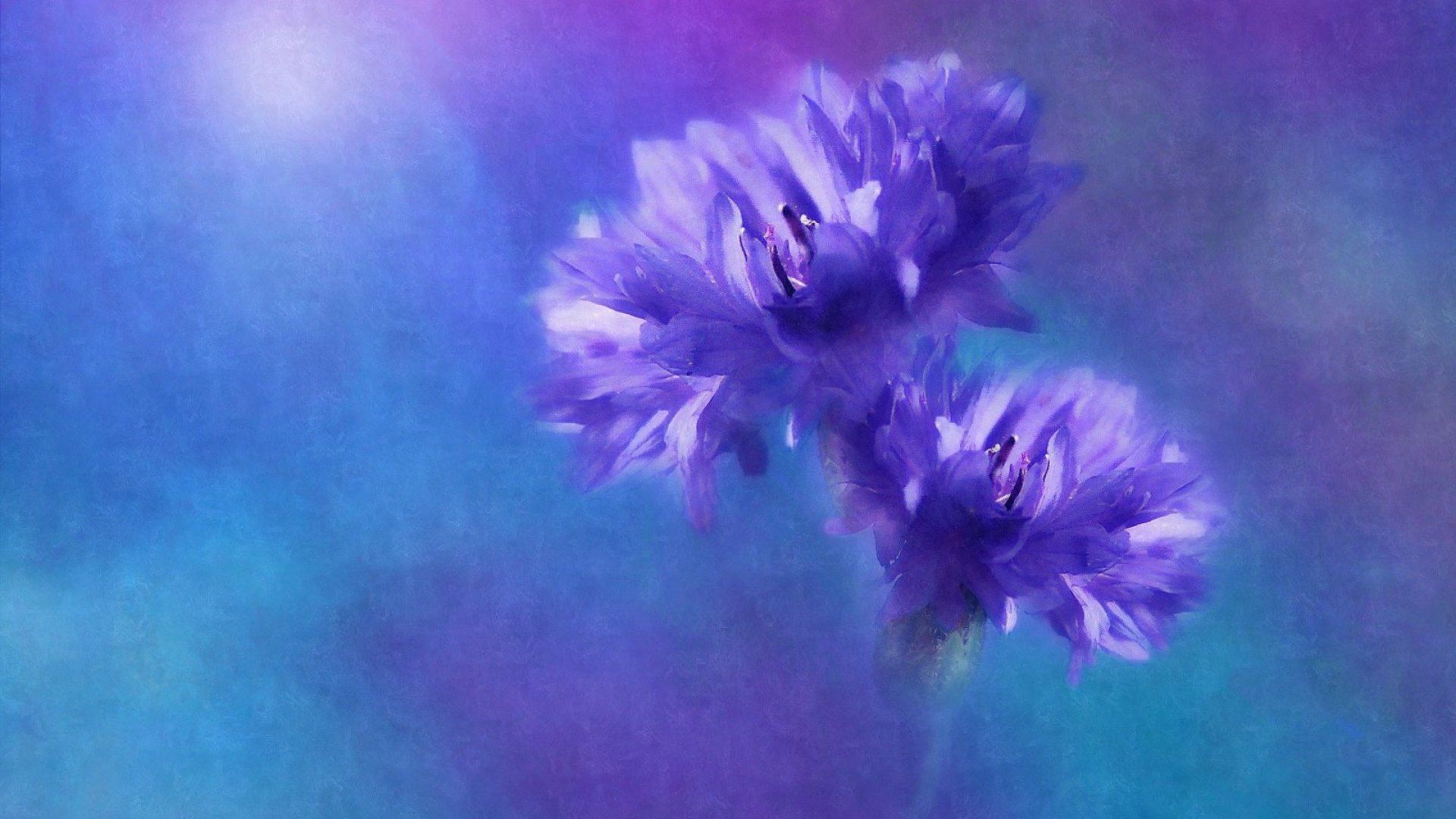 Cornflower Wallpapers - Top Free Cornflower Backgrounds - WallpaperAccess