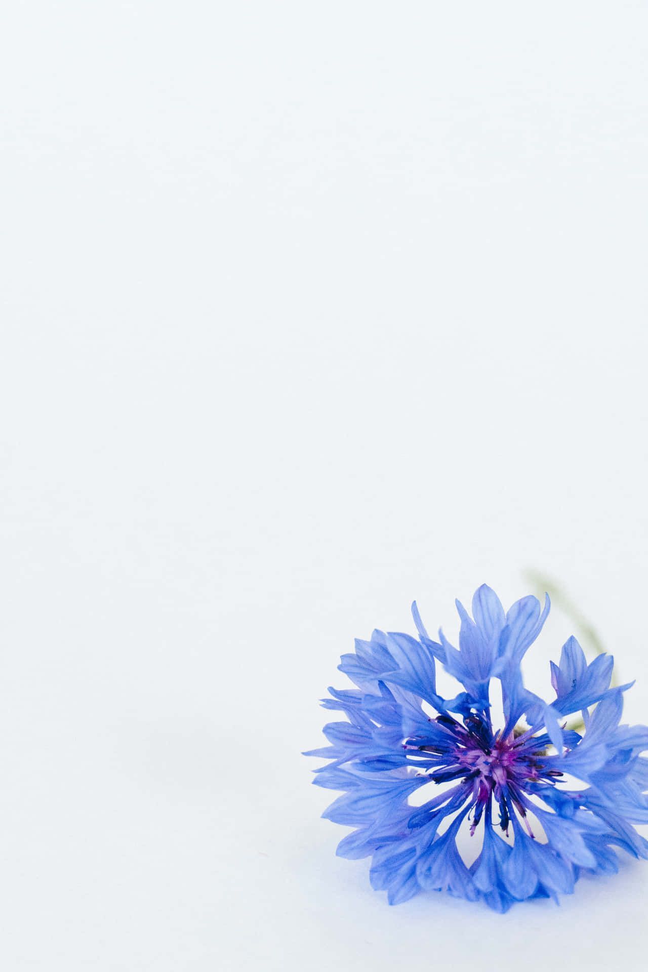 Cornflower Wallpapers - Top Free Cornflower Backgrounds - WallpaperAccess