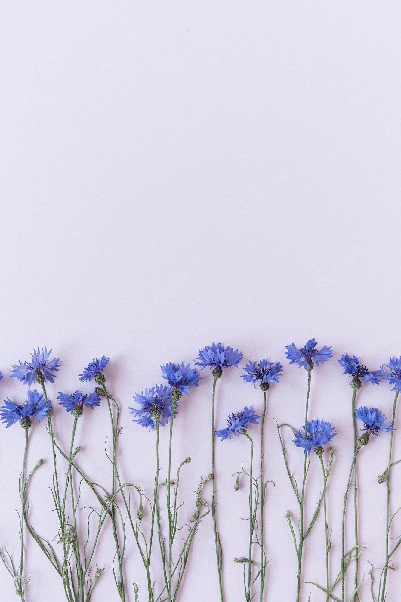 Cornflower Wallpapers - Top Free Cornflower Backgrounds - WallpaperAccess