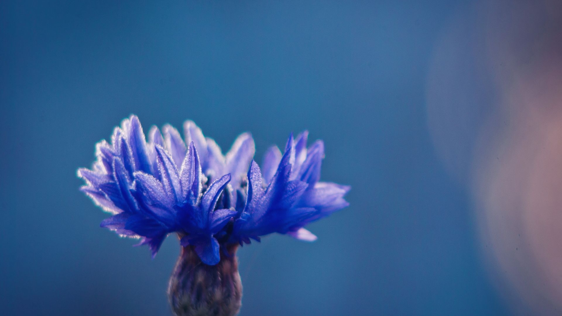 Cornflower Wallpapers - Top Free Cornflower Backgrounds - WallpaperAccess