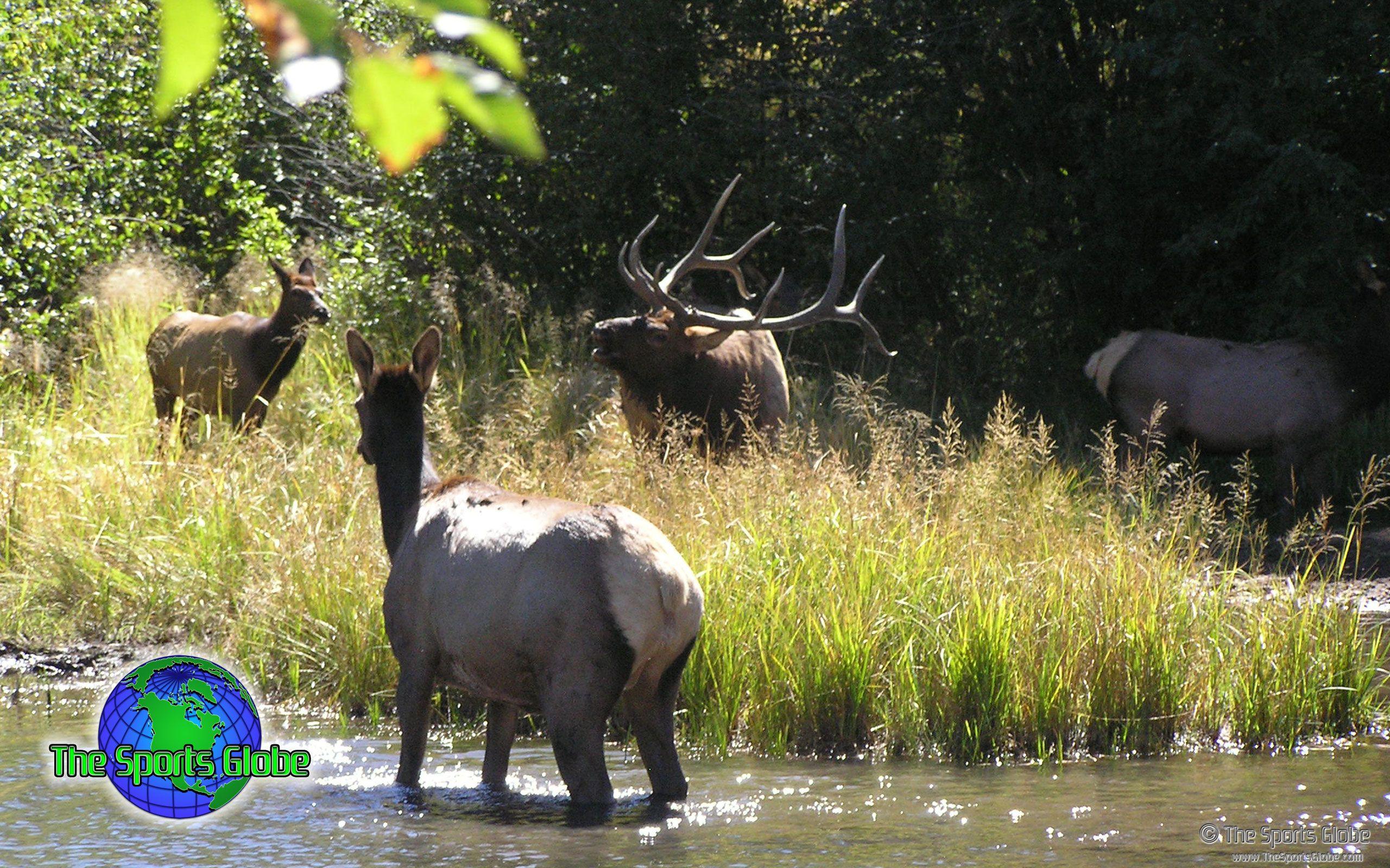 Elk Desktop Wallpapers - Top Free Elk Desktop Backgrounds - WallpaperAccess