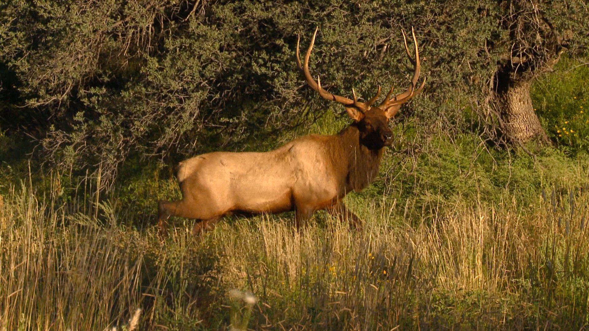 Bull Elk Wallpapers - Top Free Bull Elk Backgrounds - WallpaperAccess