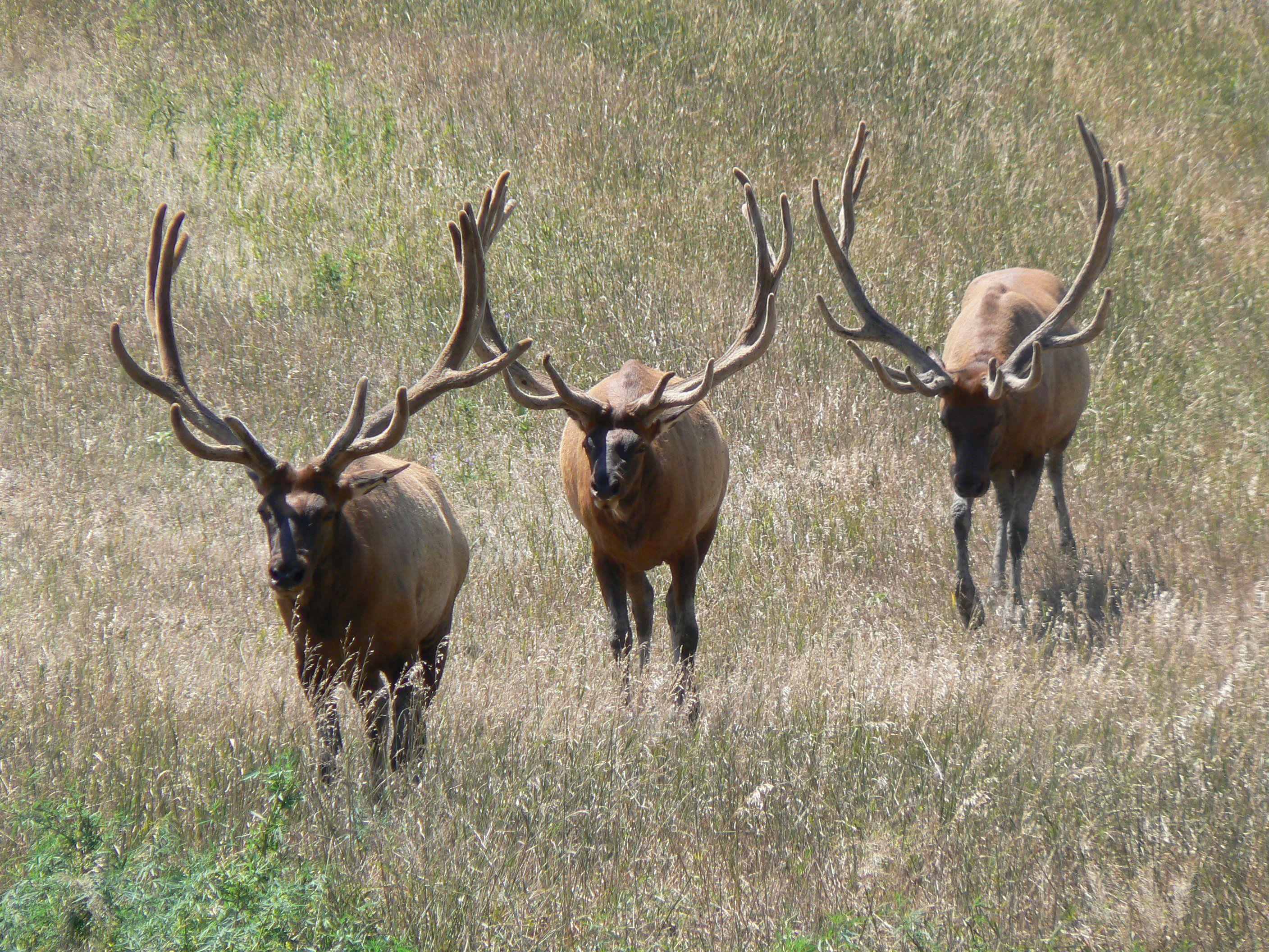 Bull Elk Wallpapers - Top Free Bull Elk Backgrounds - WallpaperAccess