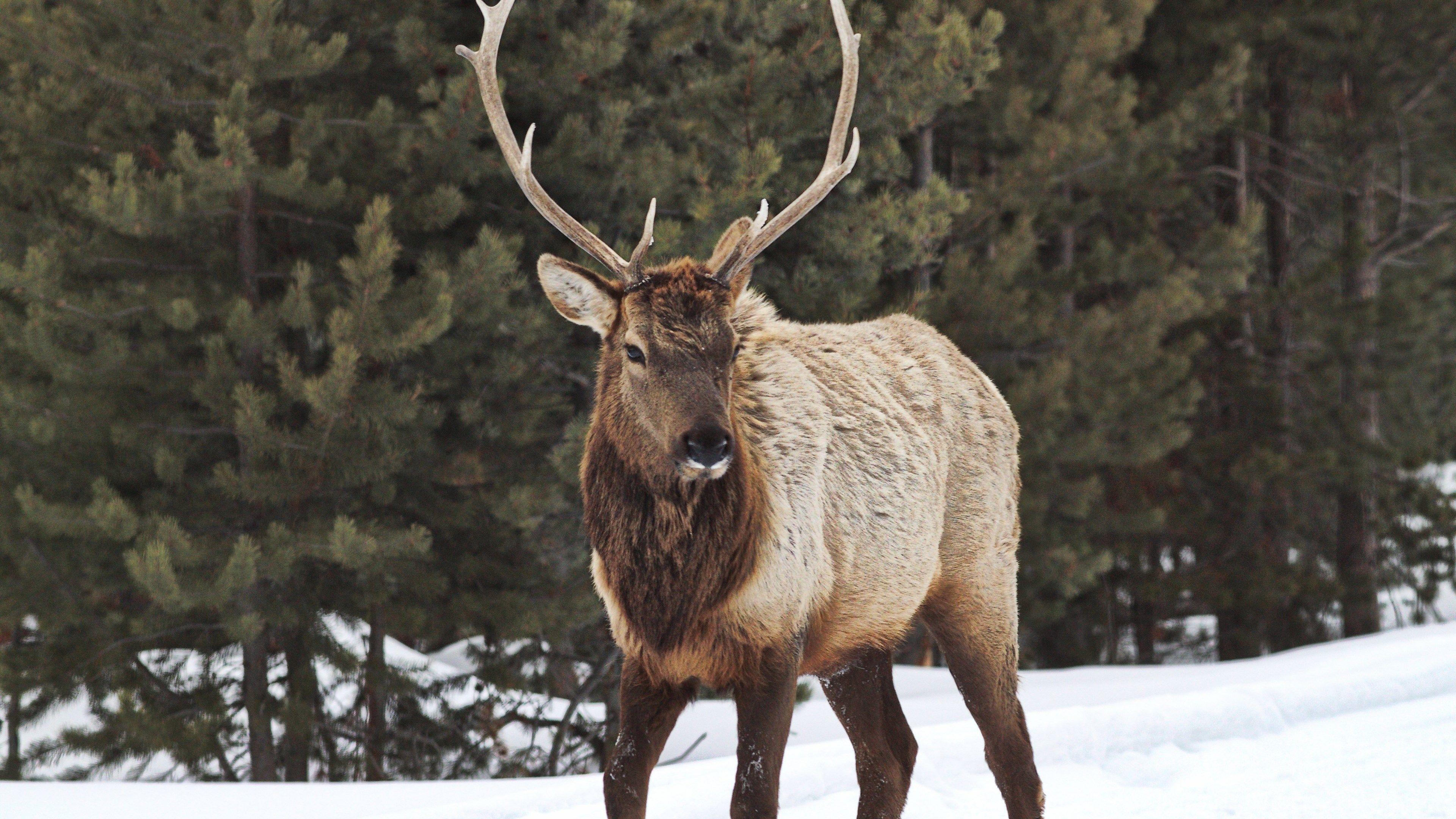 Bull Elk Wallpapers - Top Free Bull Elk Backgrounds - WallpaperAccess