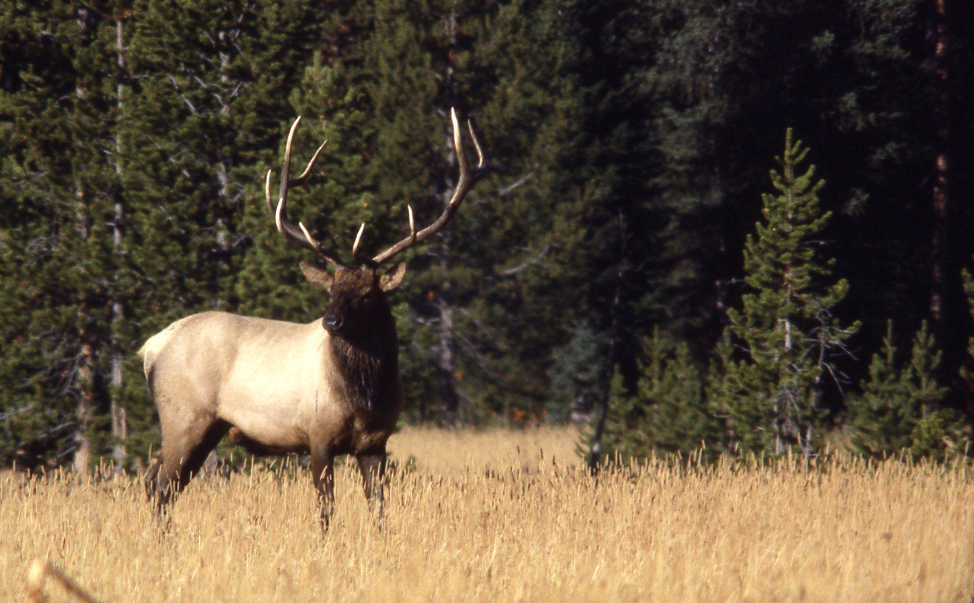 Bull Elk Wallpapers - Top Free Bull Elk Backgrounds - WallpaperAccess