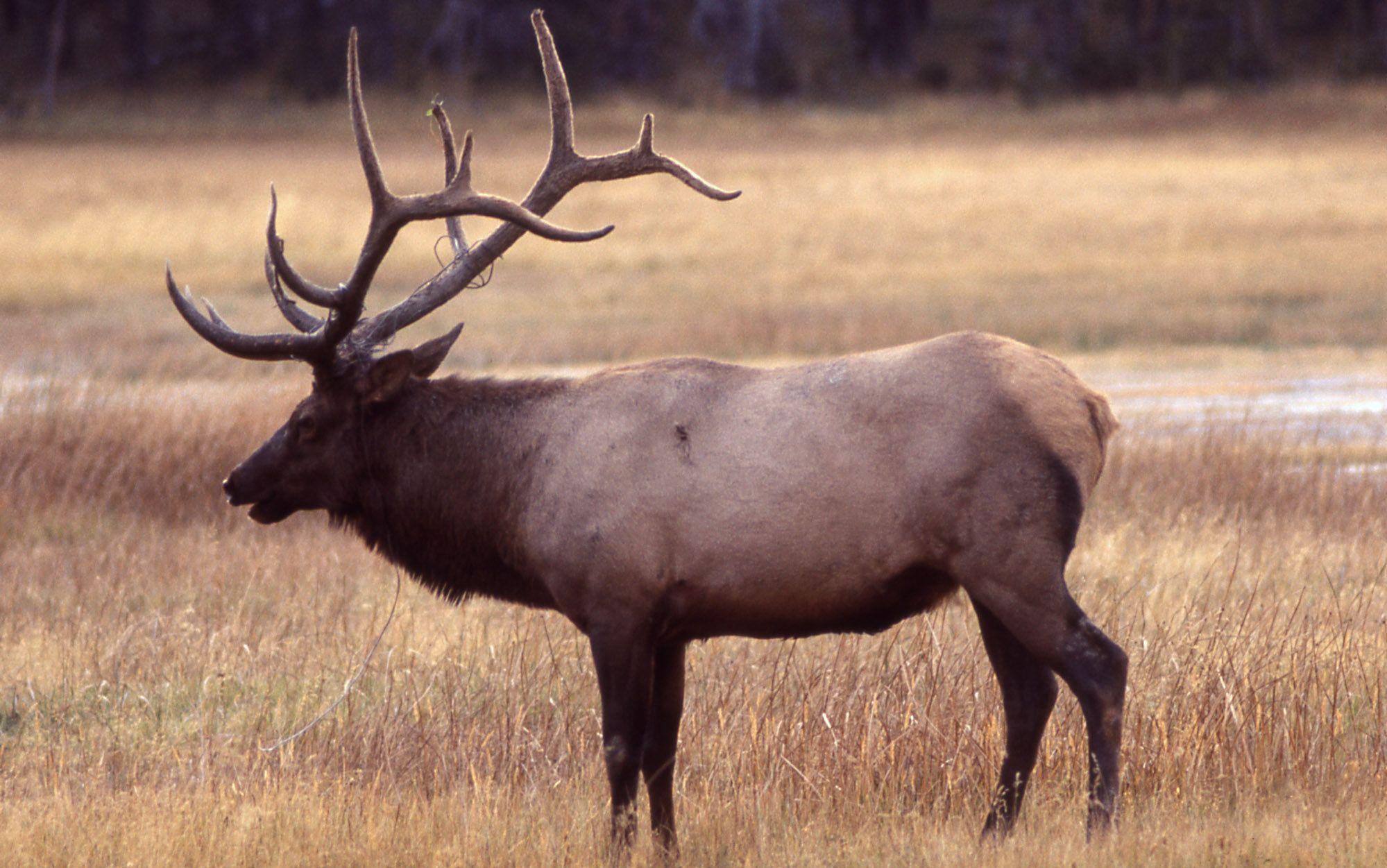 Bull Elk Wallpapers - Top Free Bull Elk Backgrounds - WallpaperAccess