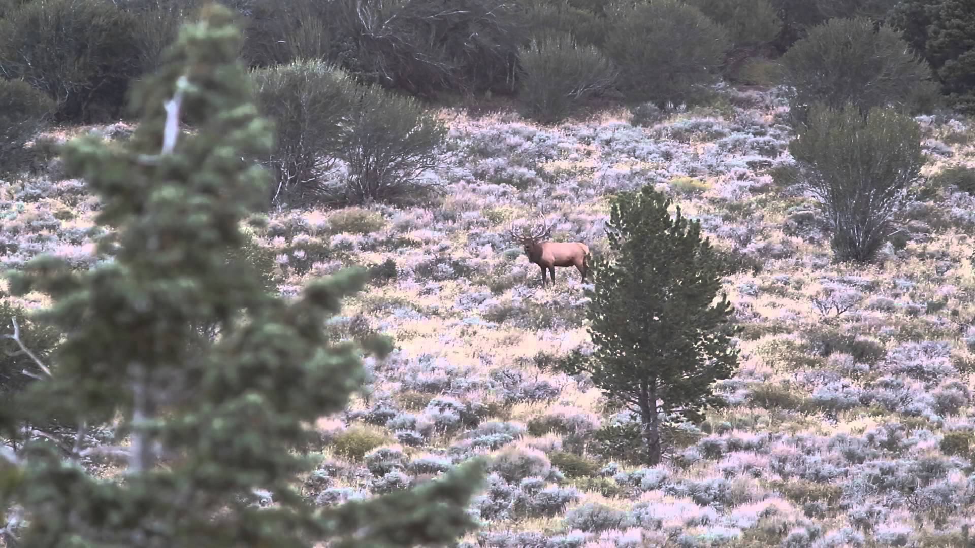 Bull Elk Wallpapers - Top Free Bull Elk Backgrounds - WallpaperAccess